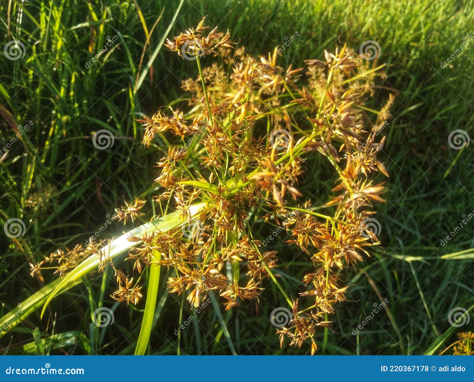 Thatch Grass in the Field in Kalimantan, Indonesia 5 Stock Photo ...