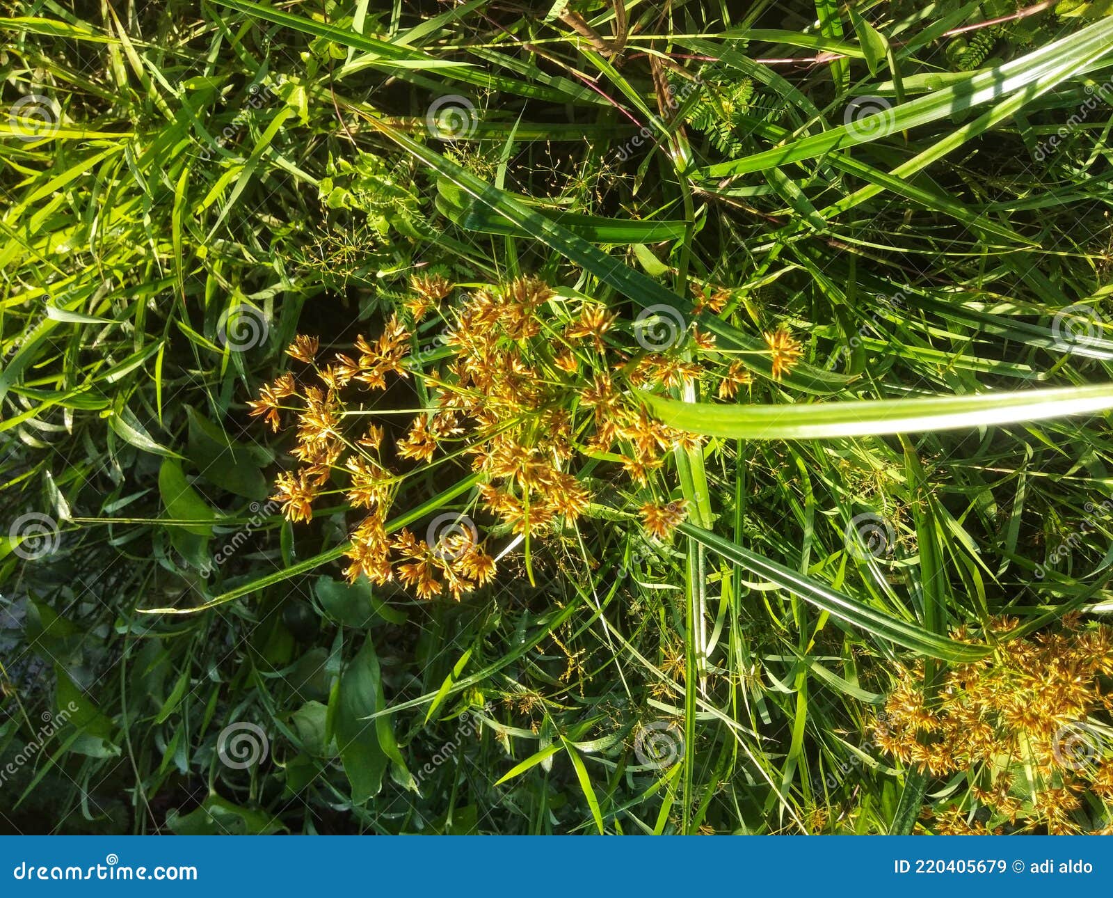 Thatch Grass in the Field in Kalimantan, Indonesia 28 Stock Image ...