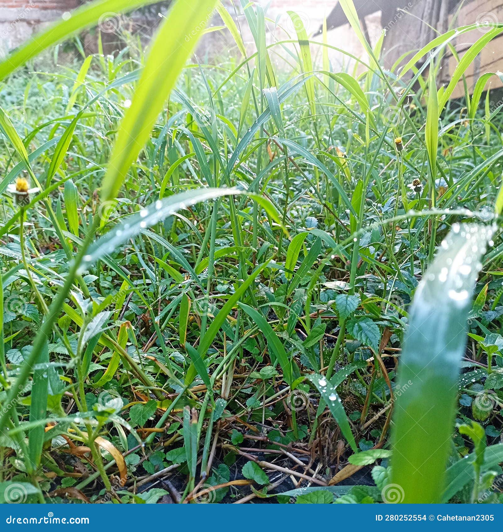 Thatch Grass that Thrives because it is always Exposed To Rain. Stock ...