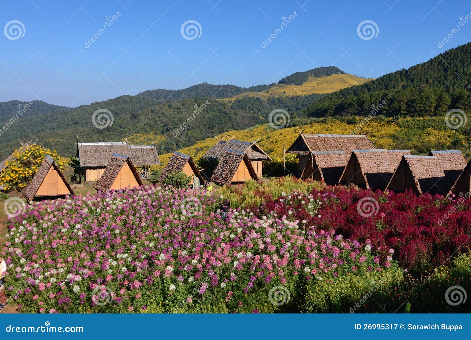 Thatch Huts and Flowers Field Stock Image - Image of nature, climate ...
