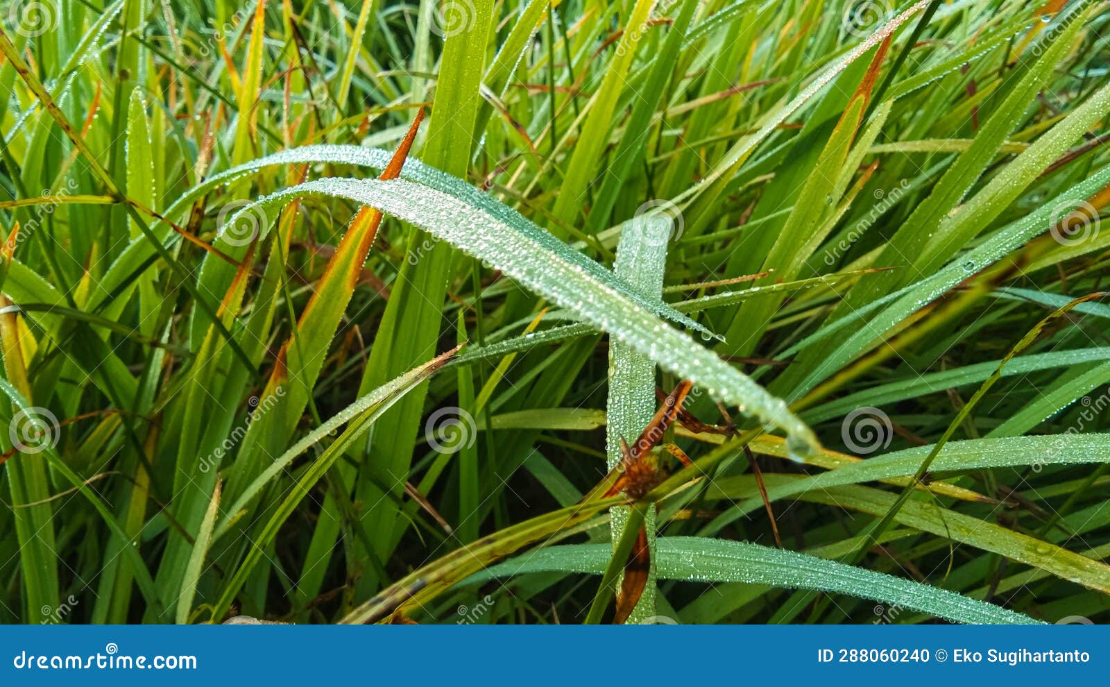 Thatch Leaves Decorated with Dew in the Morning Stock Photo - Image of ...