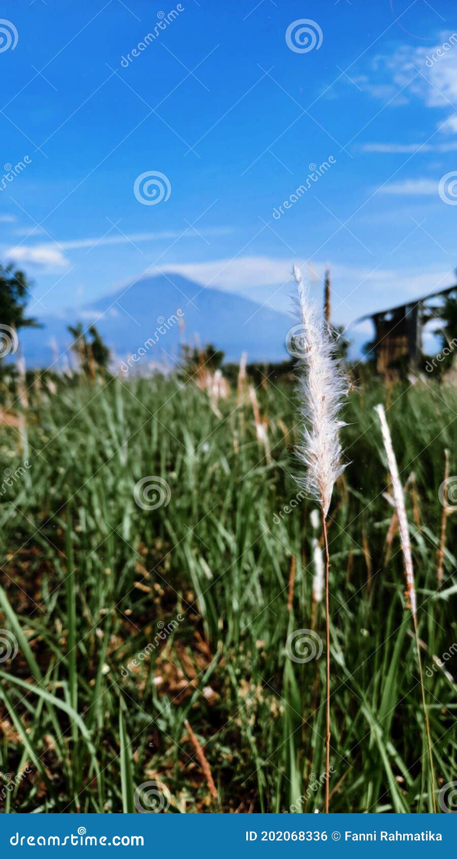 Thatch and mountain stock photo. Image of wildflower - 202068336