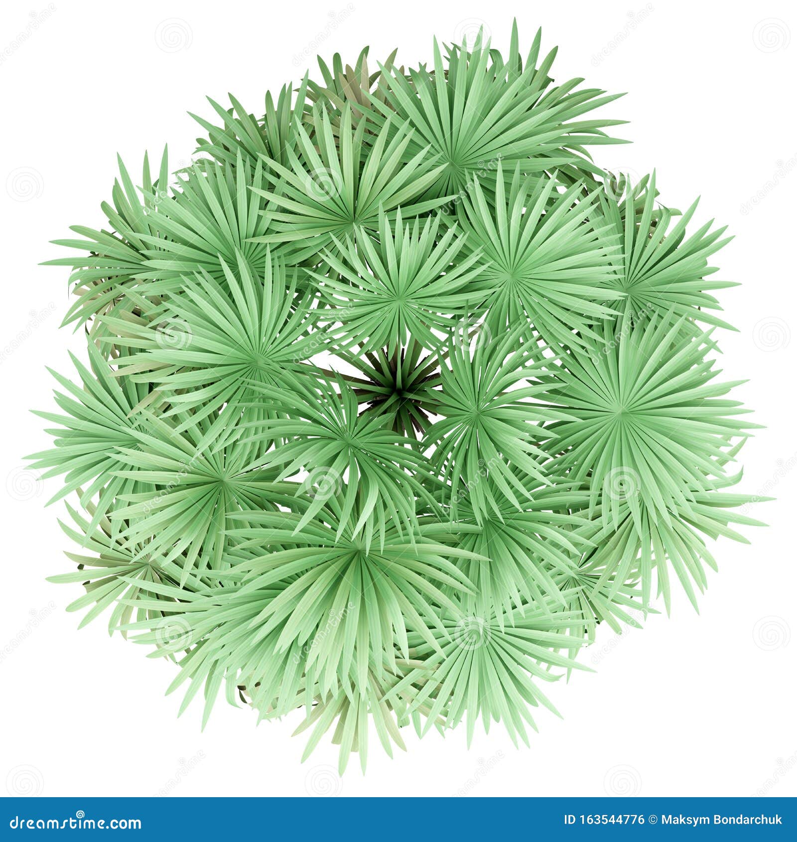 Thatch Palm Tree Isolated on White. Top View Stock Illustration ...