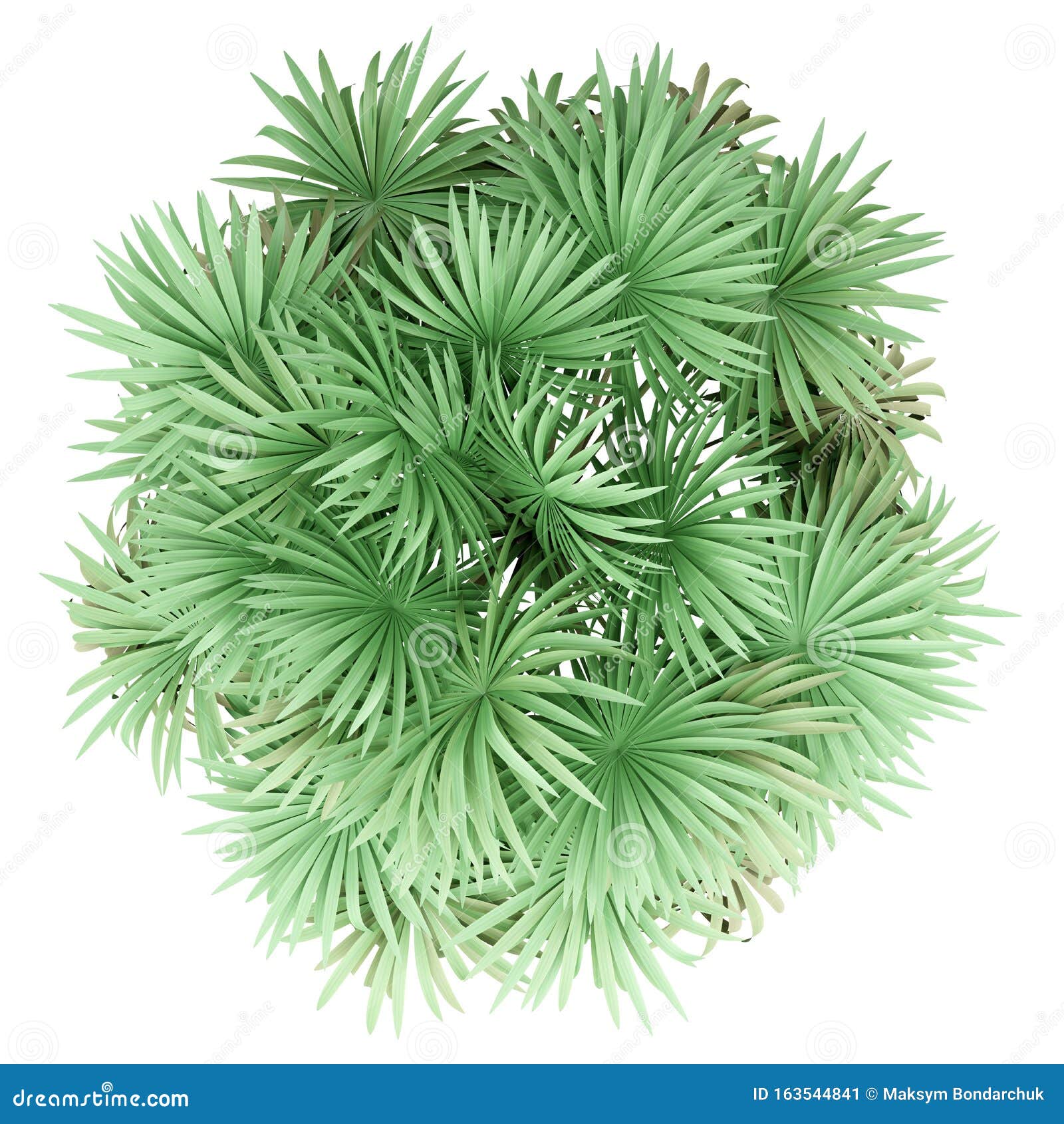 Thatch Palm Tree Isolated on White. Top View Stock Illustration ...