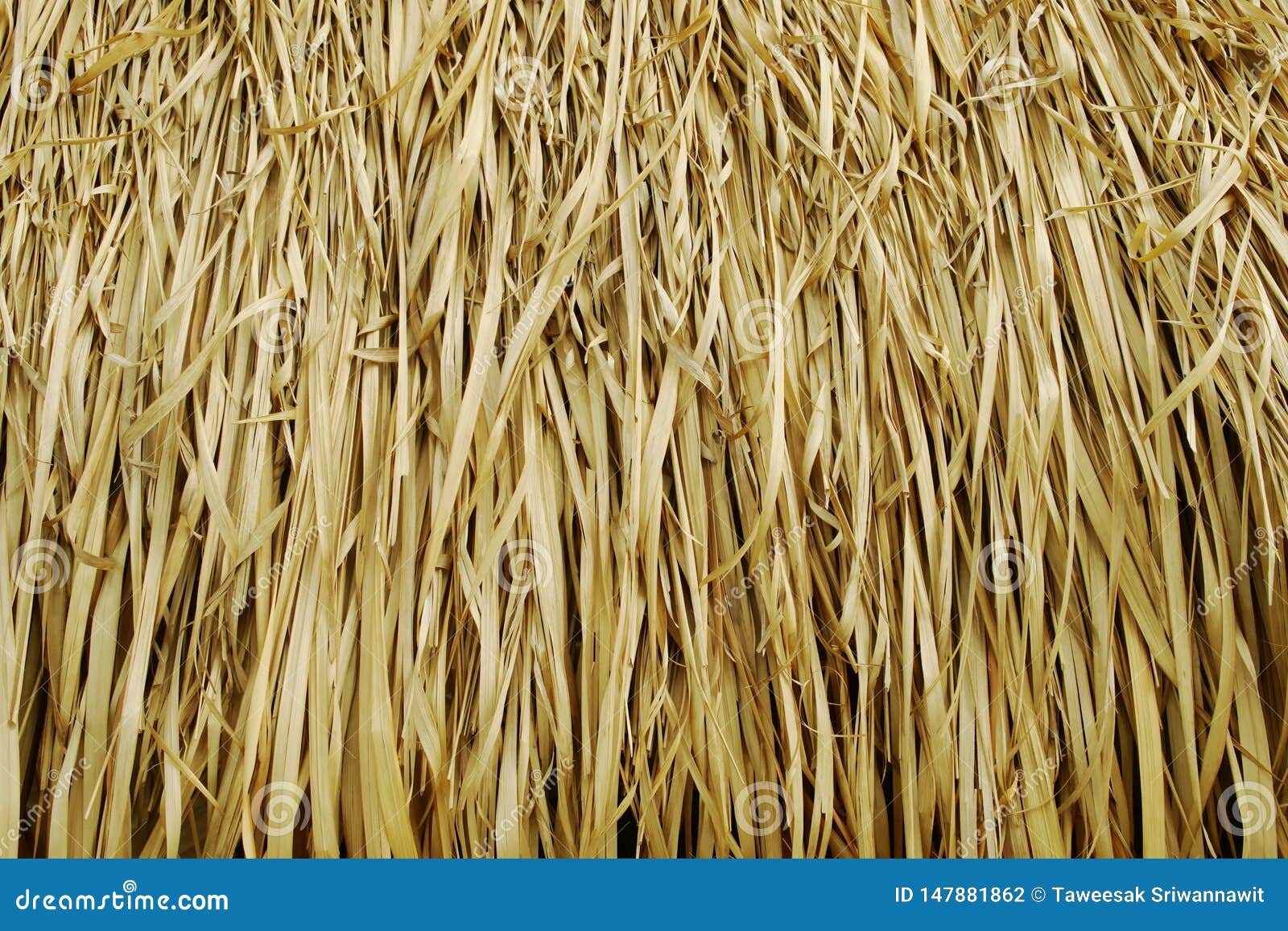Thatch Texture Stock Photos - Download 3,558 Royalty Free Photos