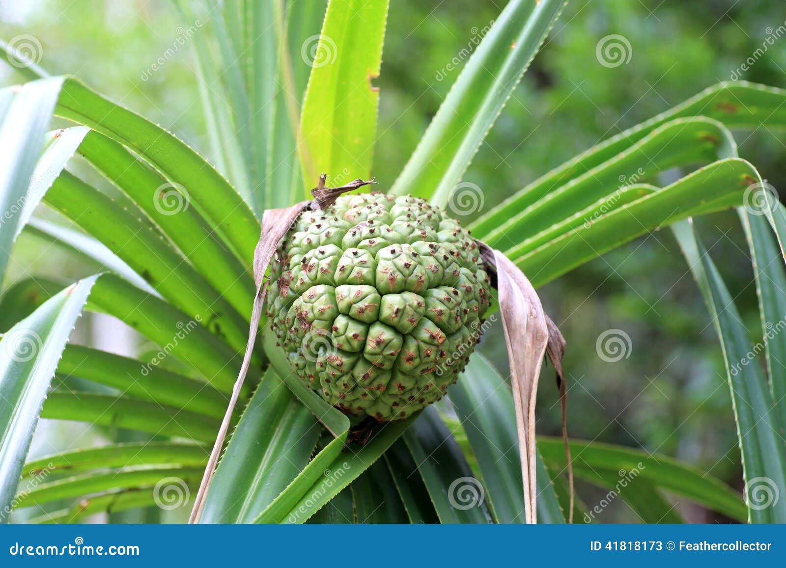 Thatch Screwpine stock image. Image of nature, pandanaceae - 41818173