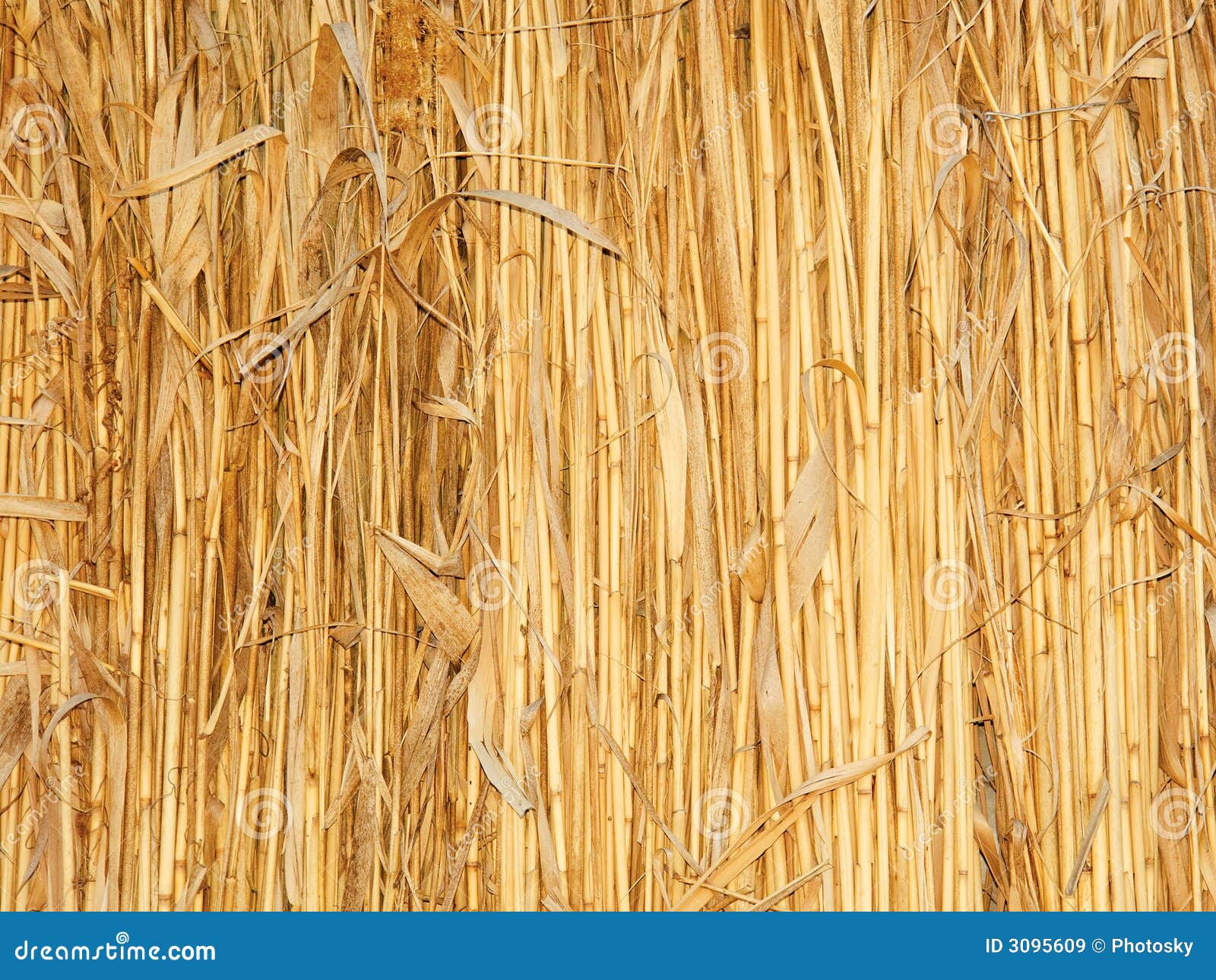 Thatch wall stock image. Image of grass, colorful, closeup - 3095609