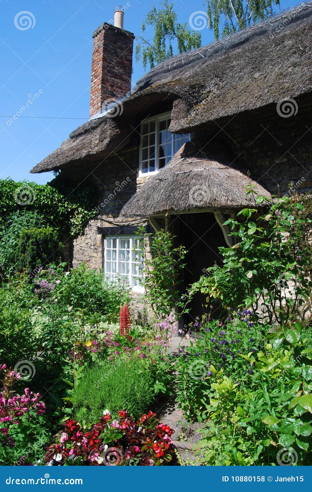 Thatched cottage stock photo. Image of lupins, sunshine - 10880158