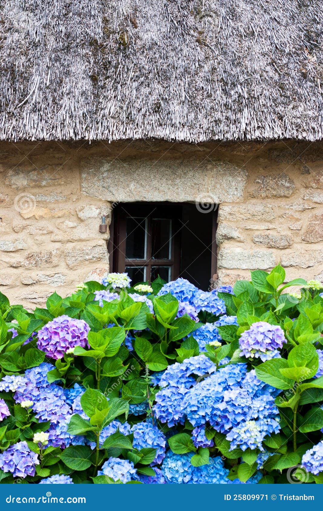 Thatched Cottage and Hydrangeas Stock Image - Image of tradition, brittany: 25809971