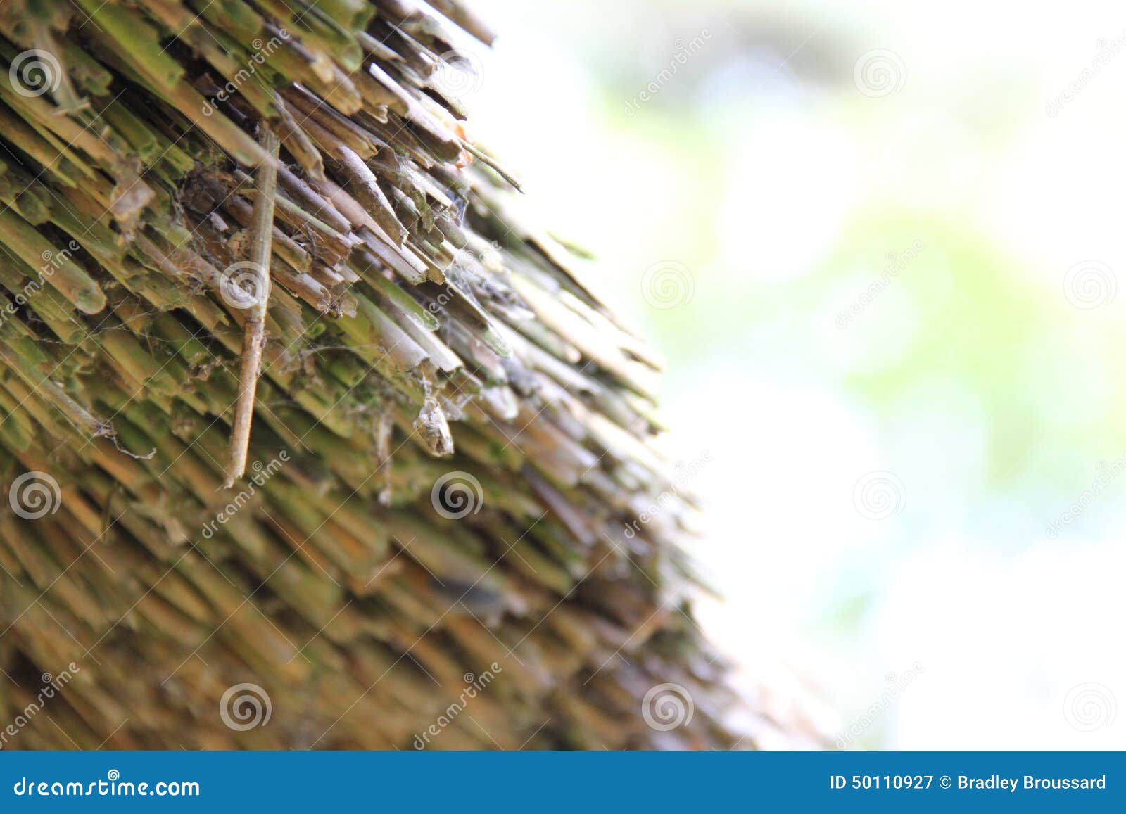 Thatched Roof stock image. Image of medieval, thatched - 50110927