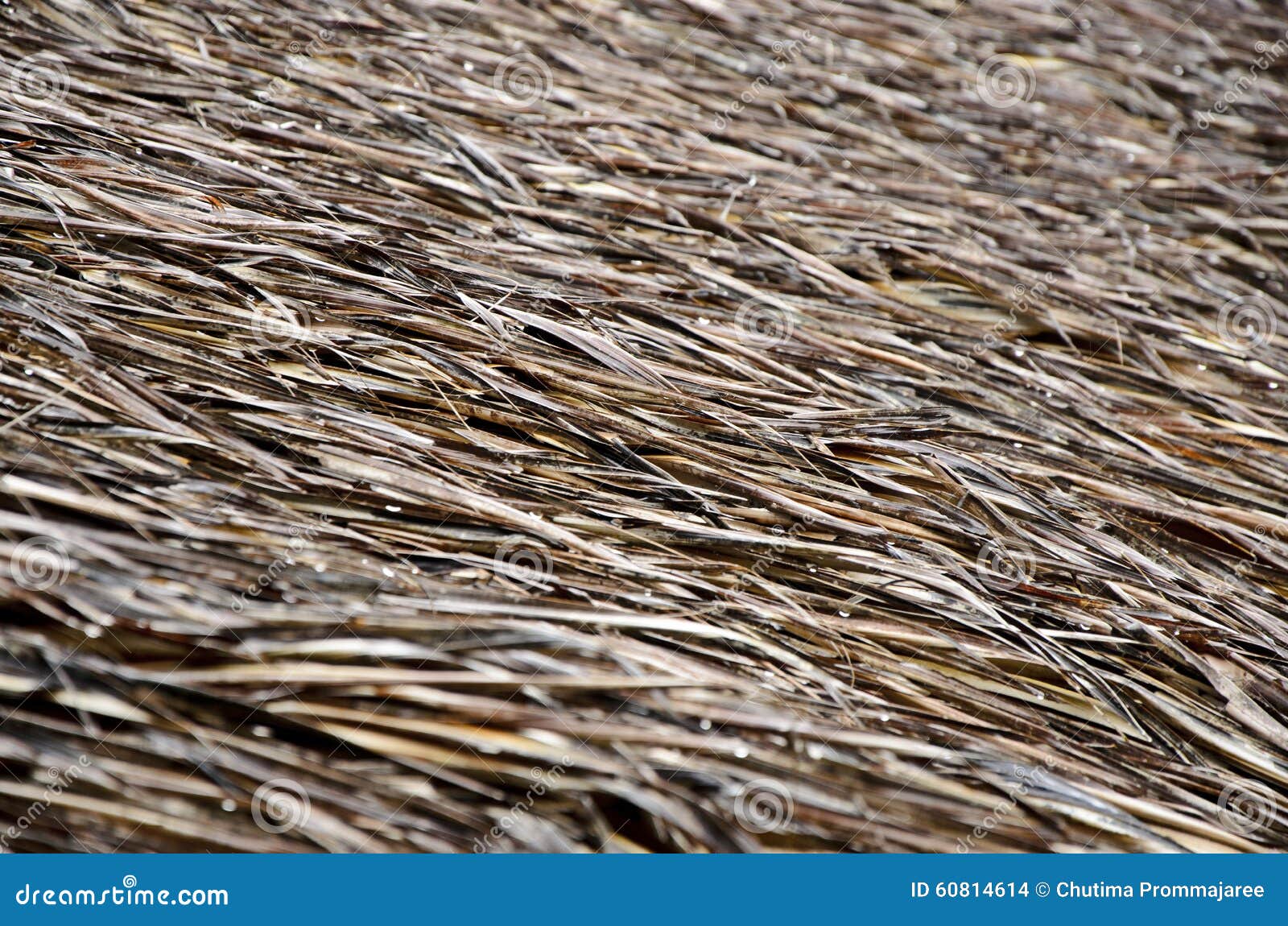 Thatched roof. stock photo. Image of pattern, roofing - 60814614