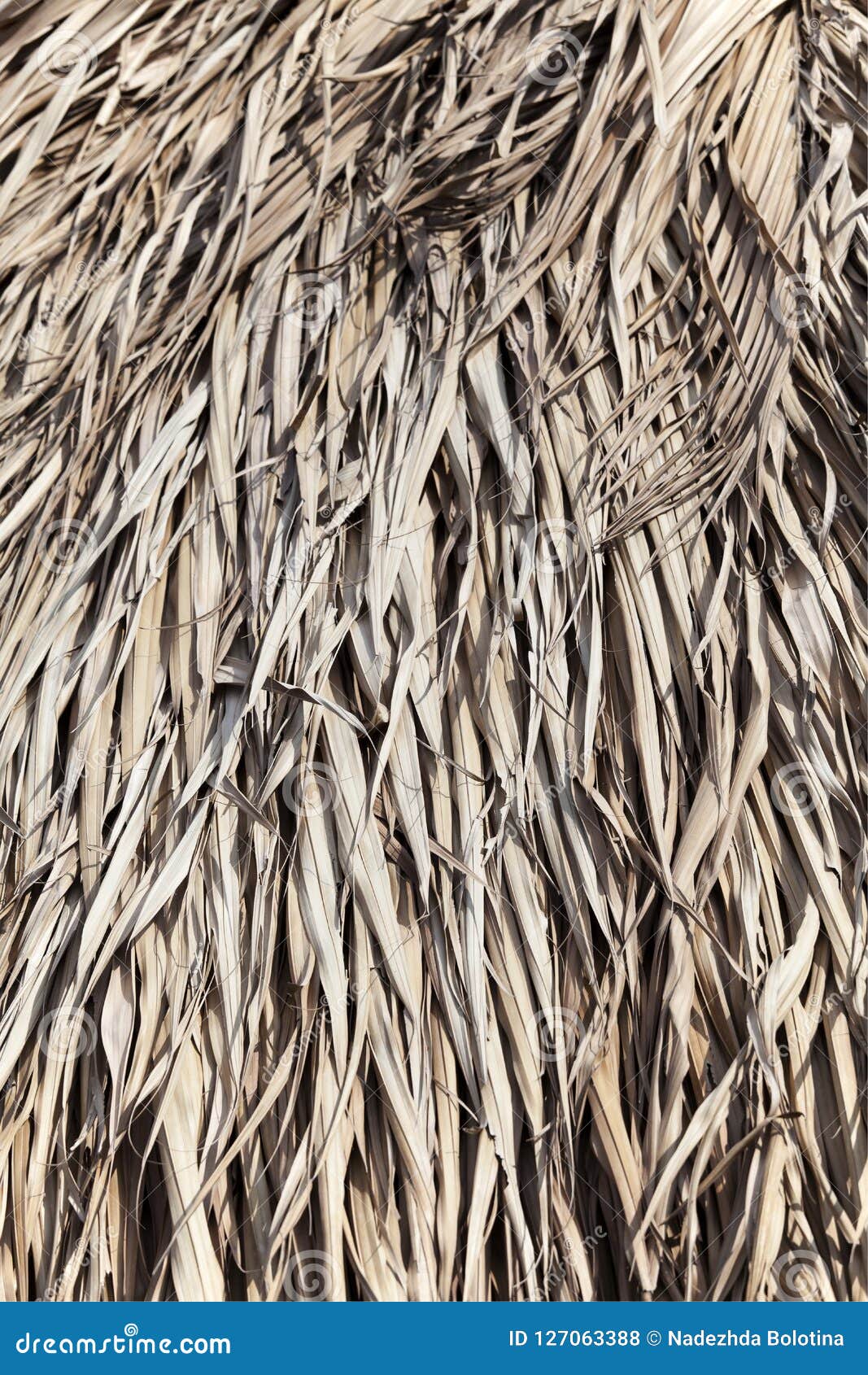 Thatched roof texture stock photo. Image of native, house - 127063388
