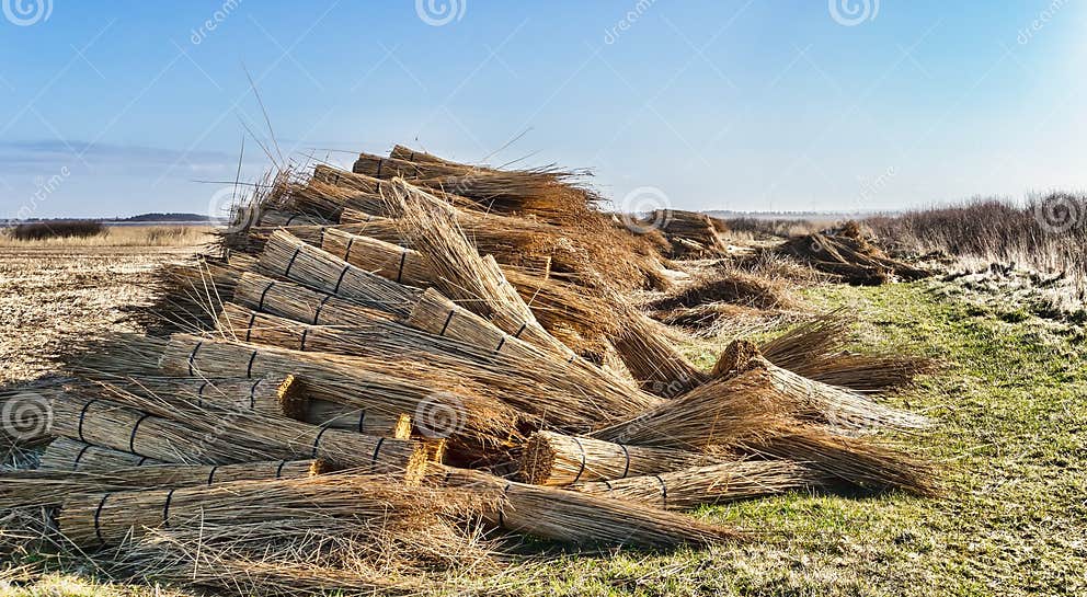 Thatching Reed Straw for Roofing Stock Photo - Image of house, reed ...