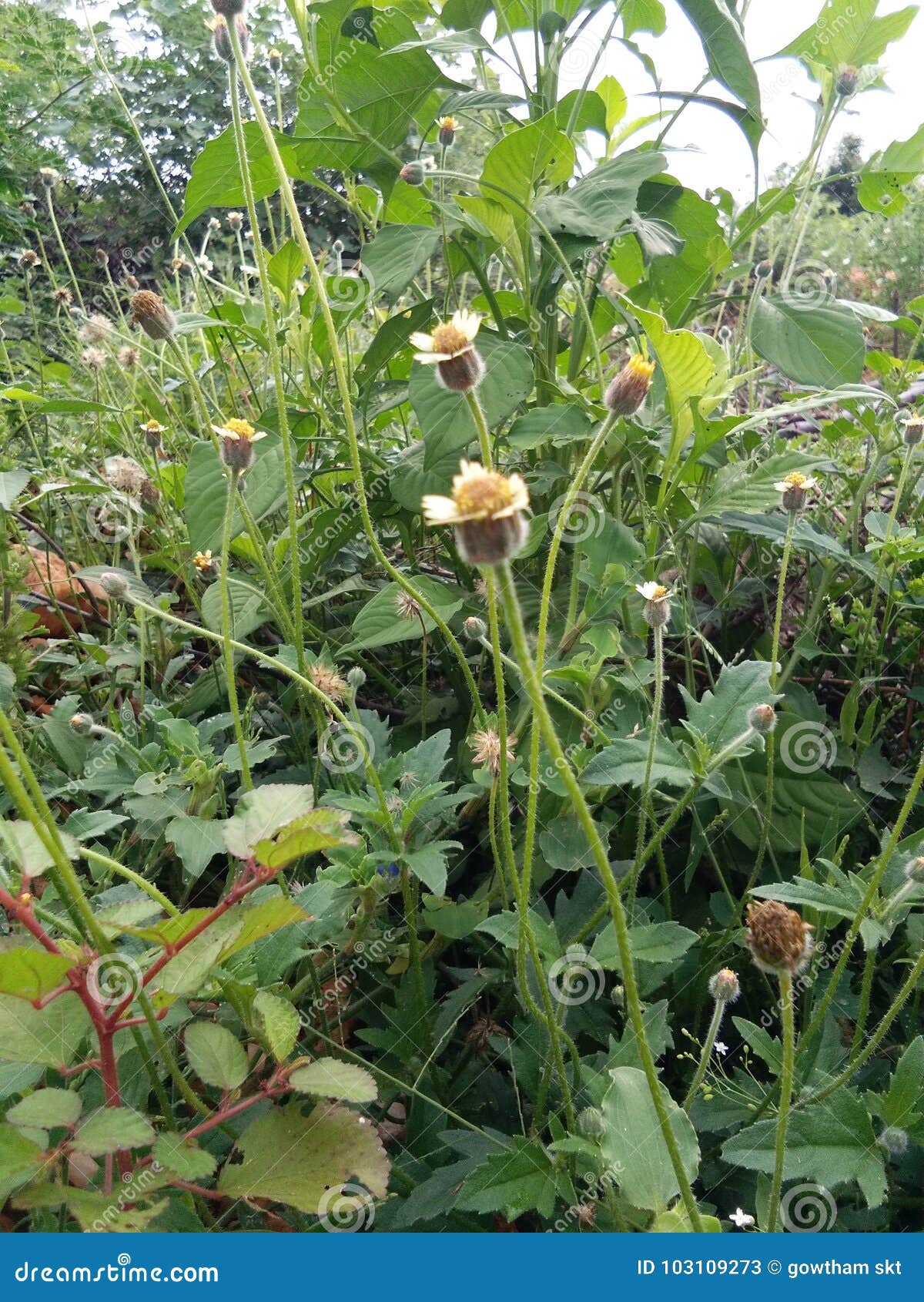 Thatha стоковое изображение. изображение насчитывающей микстура - 103109273