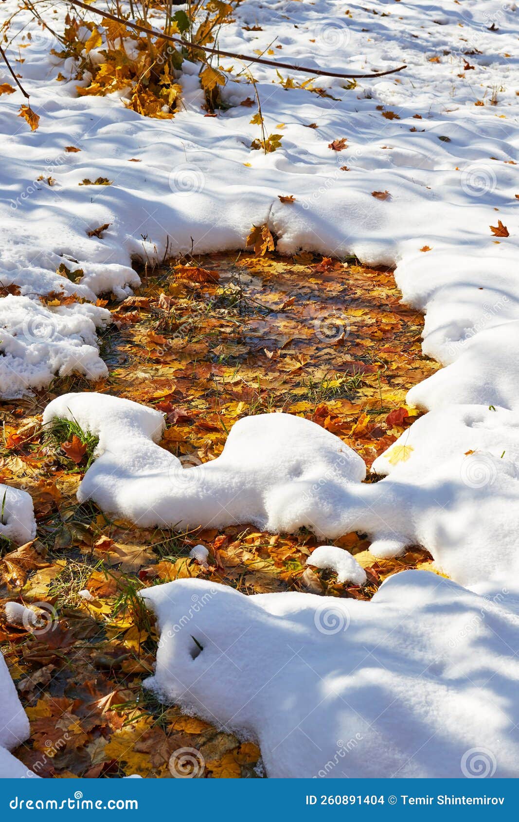 Thaw in the Snow Filled with Fallen Leaves Stock Photo - Image of land ...