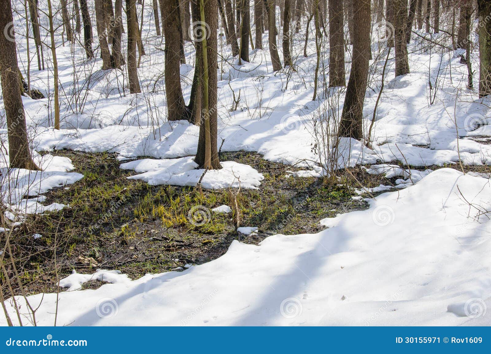 Thawing Lake Alpine Forest