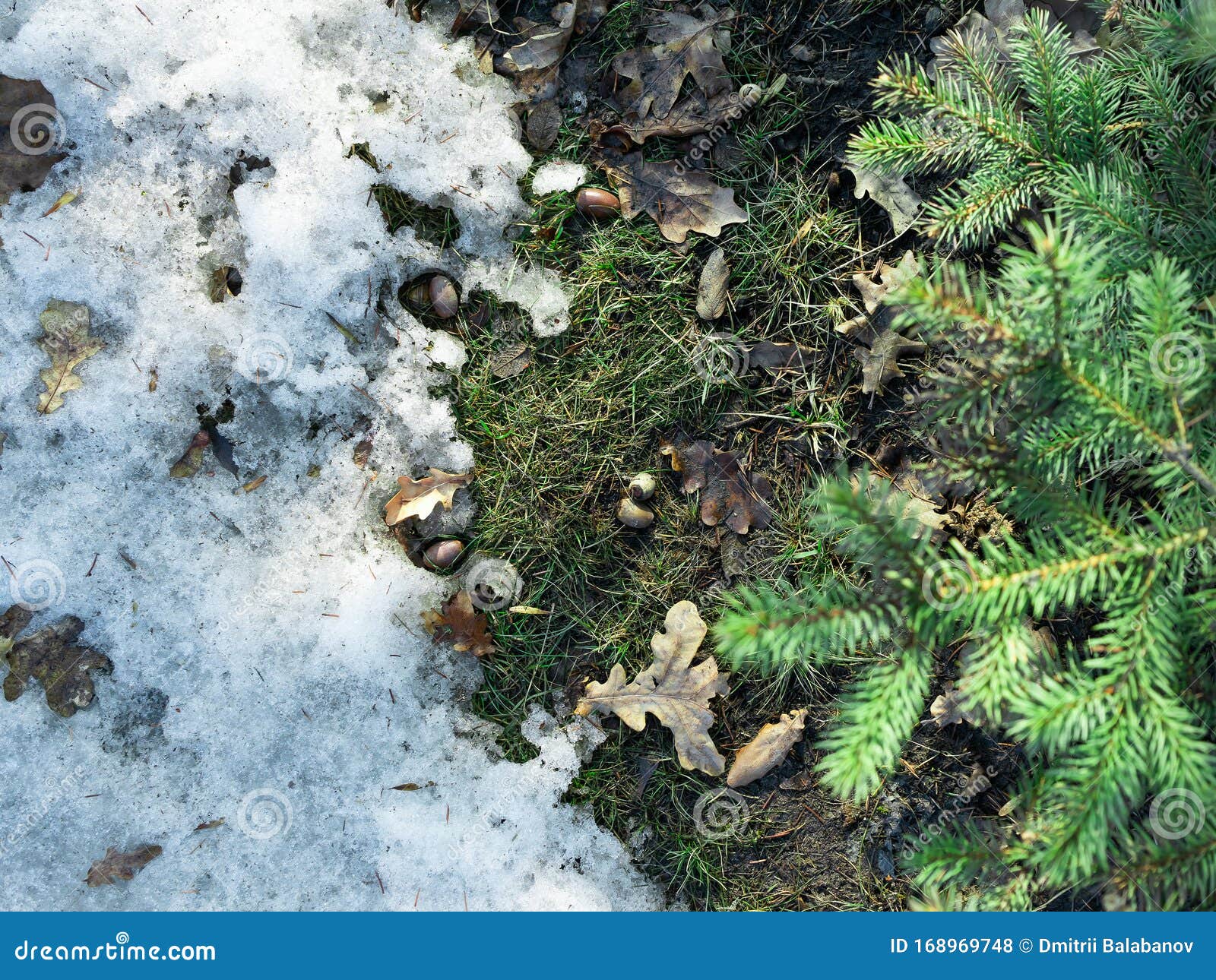 A Thawed Patch in the Snow with Green Grass and Juniper, Spring Scenery ...