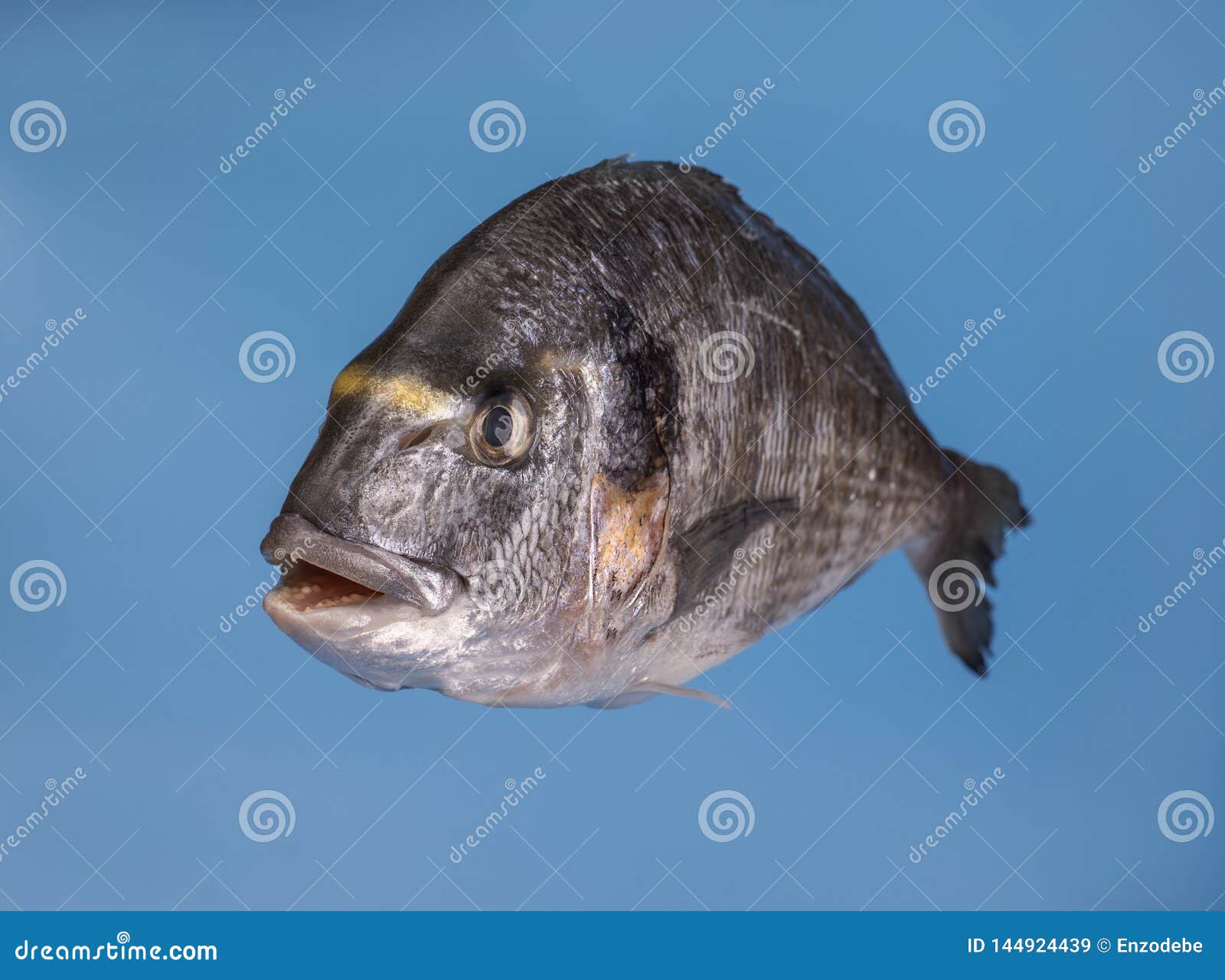 Fish Due To Suffocation And Lack Of Oxygen Coming To Water Surface For ...