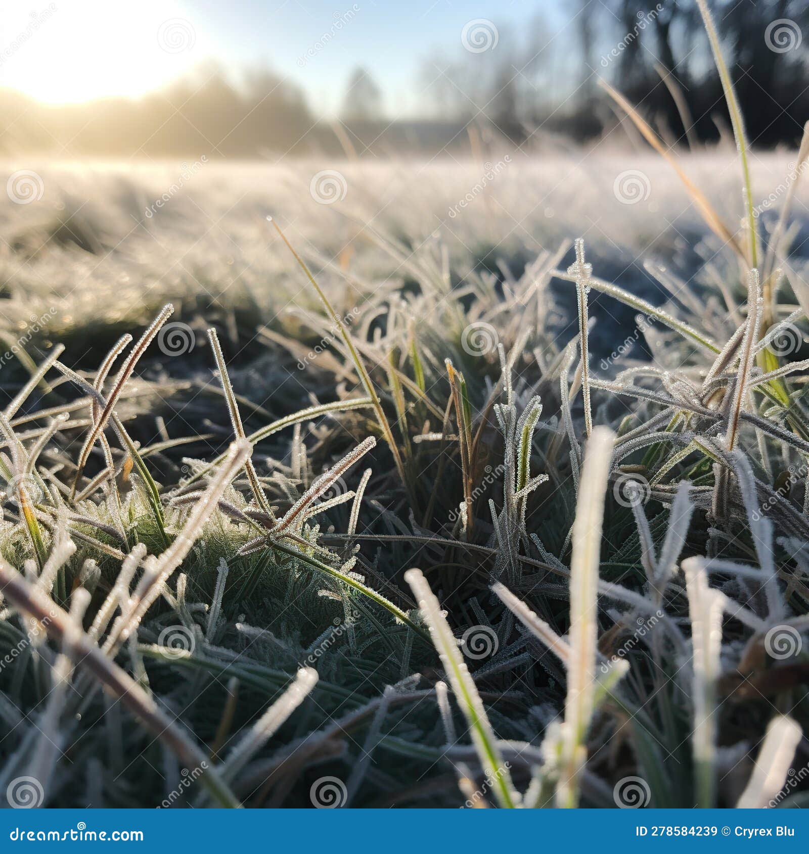 Ice Thawing, Green Grass, And Sunlight - Spring's Awakening, Revival ...