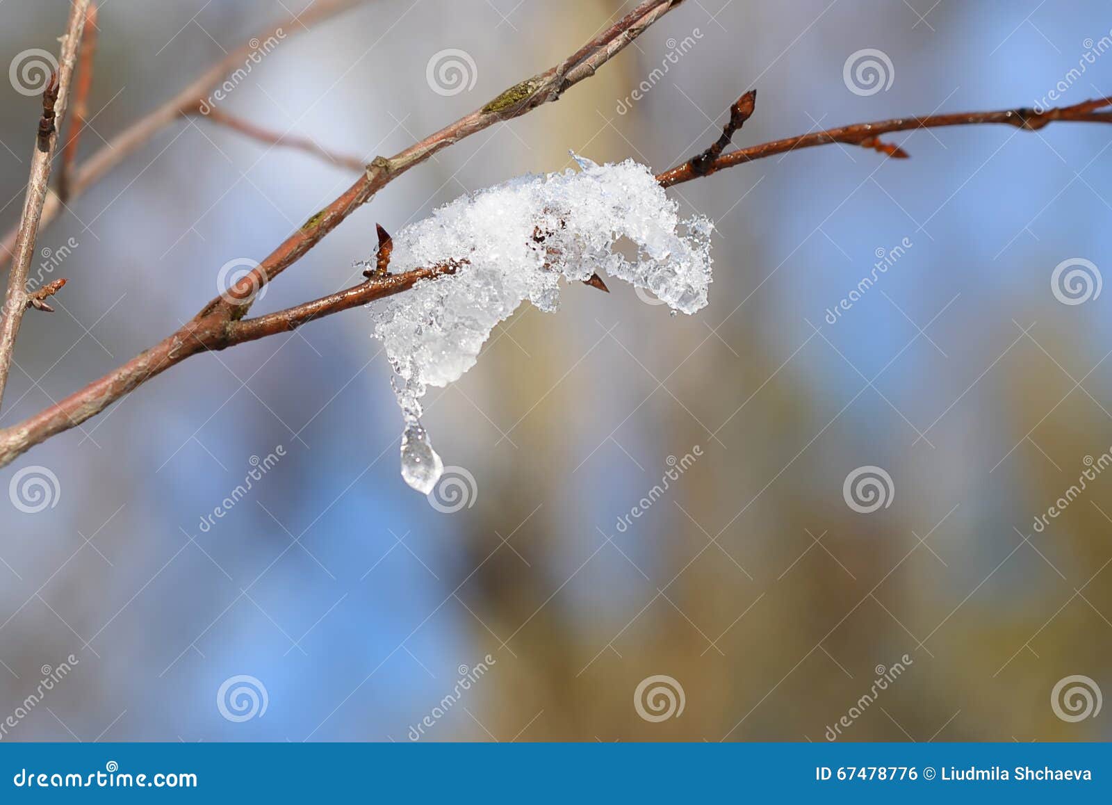 The Thawing Snow on a Branch Stock Photo - Image of scenics, natural ...