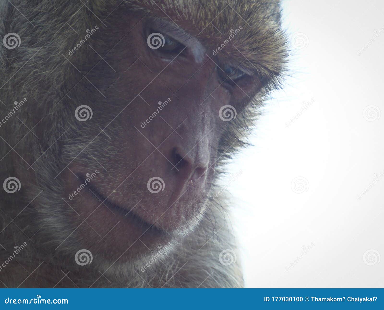 Theâ€‹ Monkeyâ€‹ Isâ€‹ Thinging Stock Photo - Image of animal, mood ...