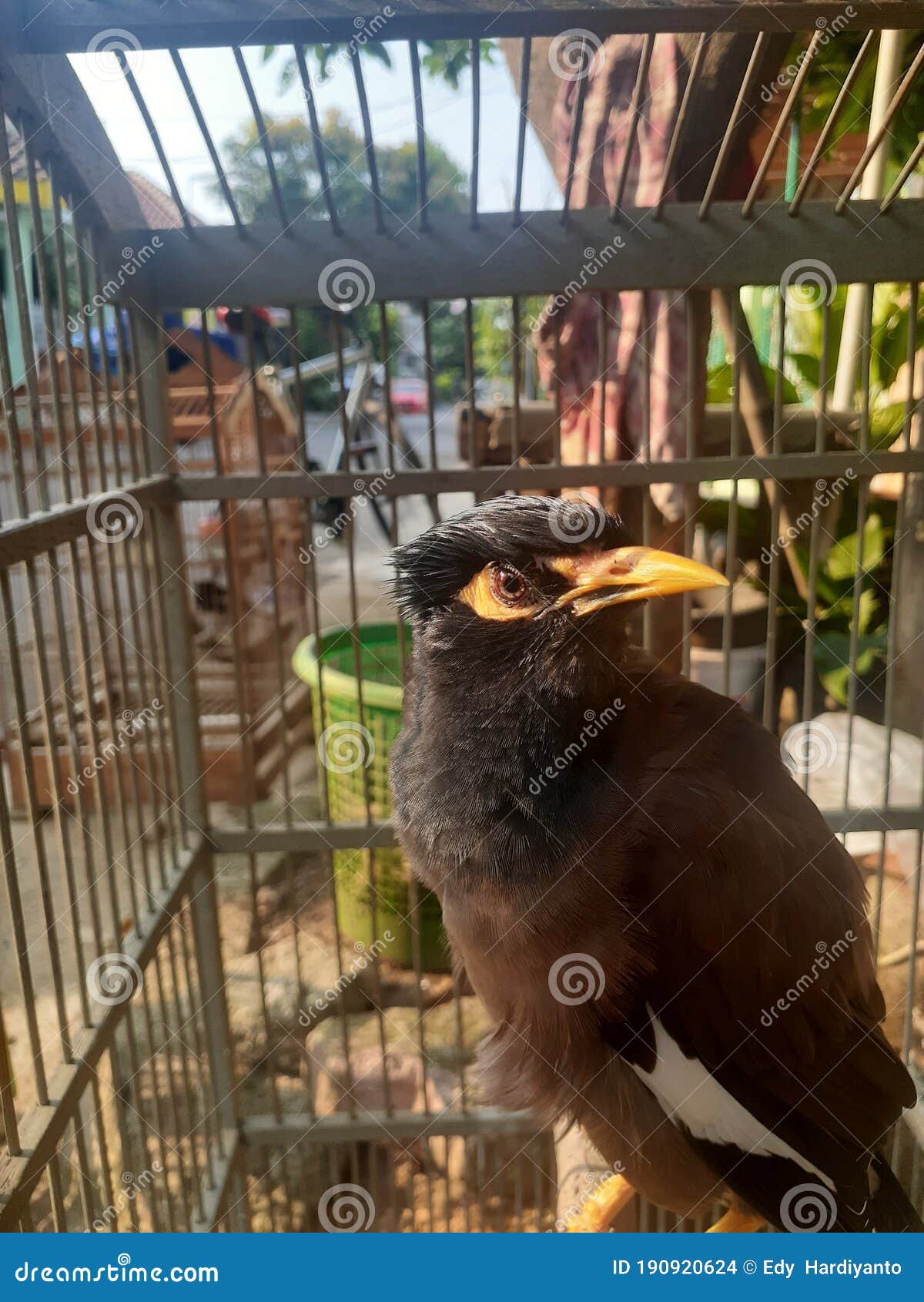 TheÂ common myna in a cage stock photo. Image of captive - 190920624