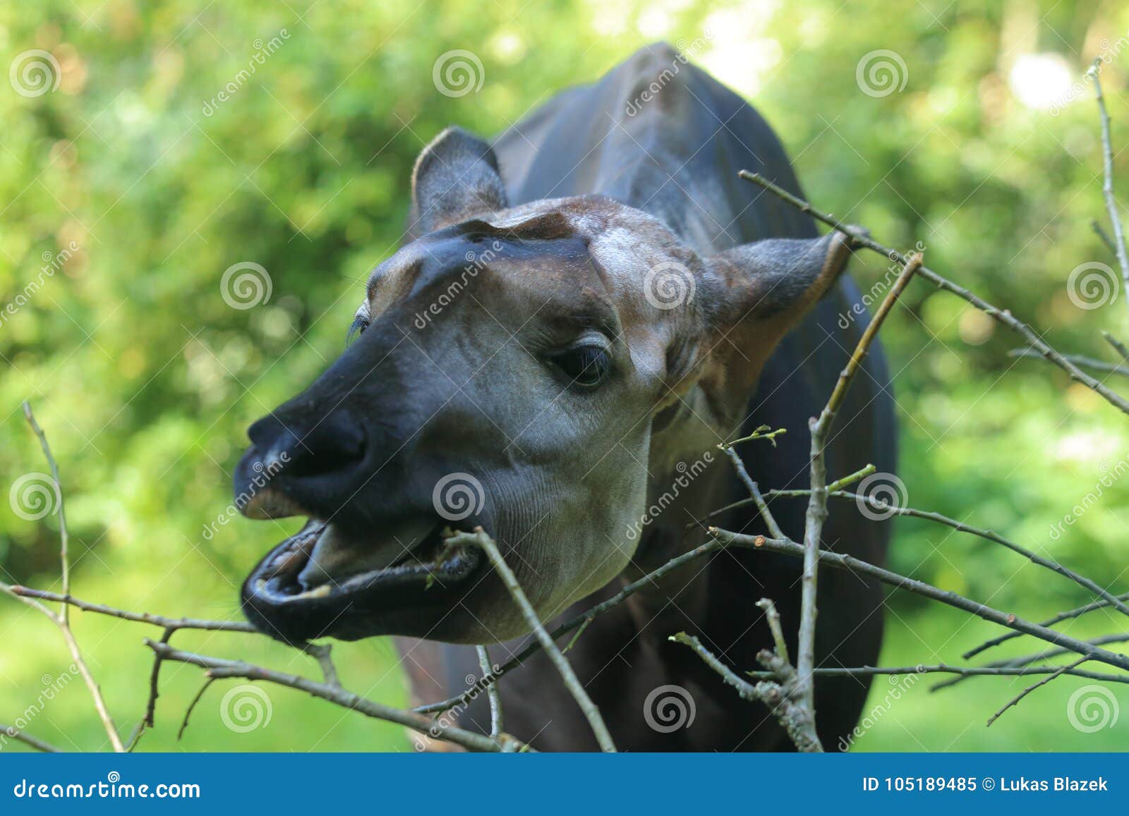 Okapi detail stock image. Image of head, animal, african - 105189485