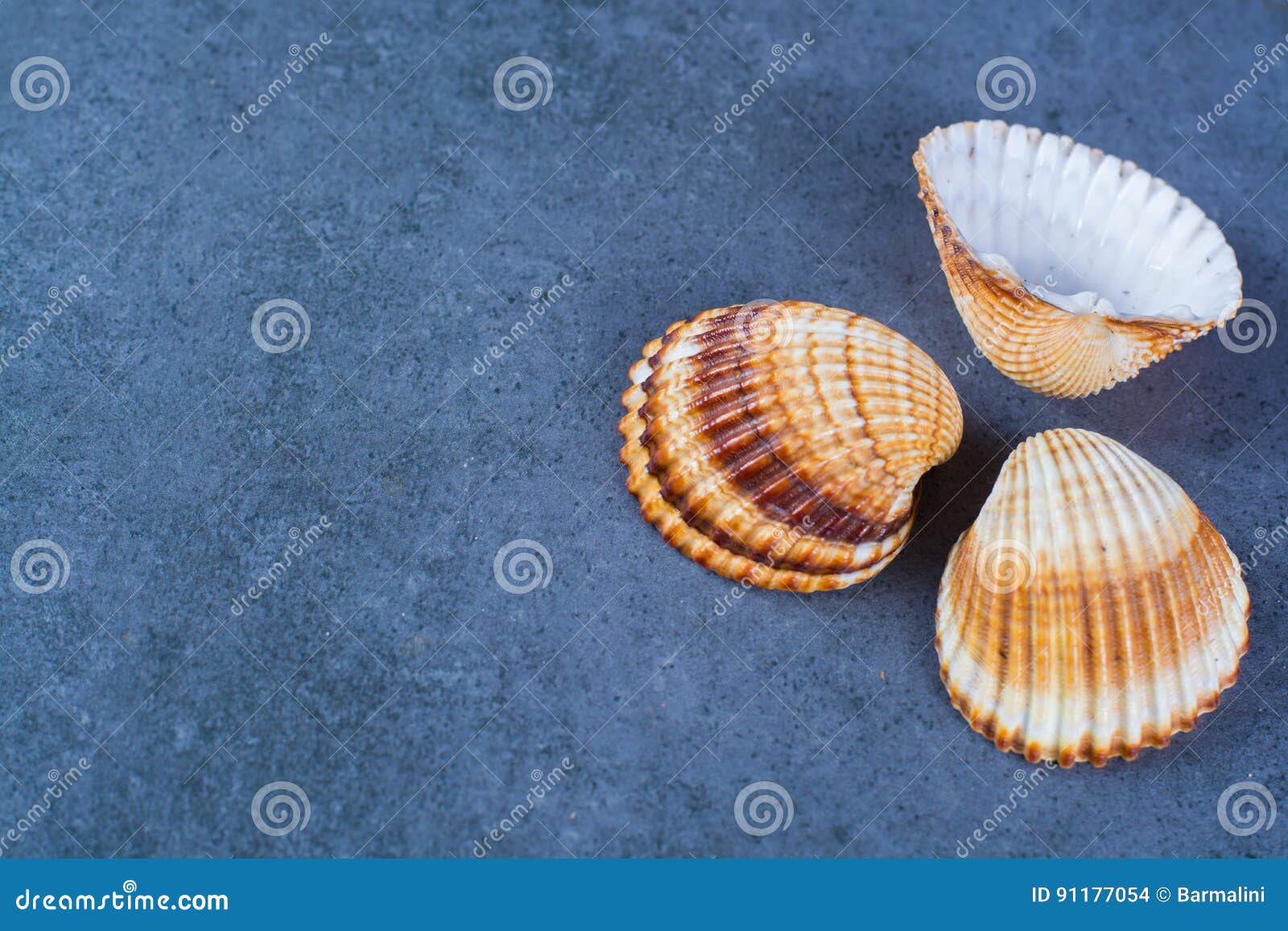 Round Shells On A Uniform Background. Snails For Design Stock Photo ...