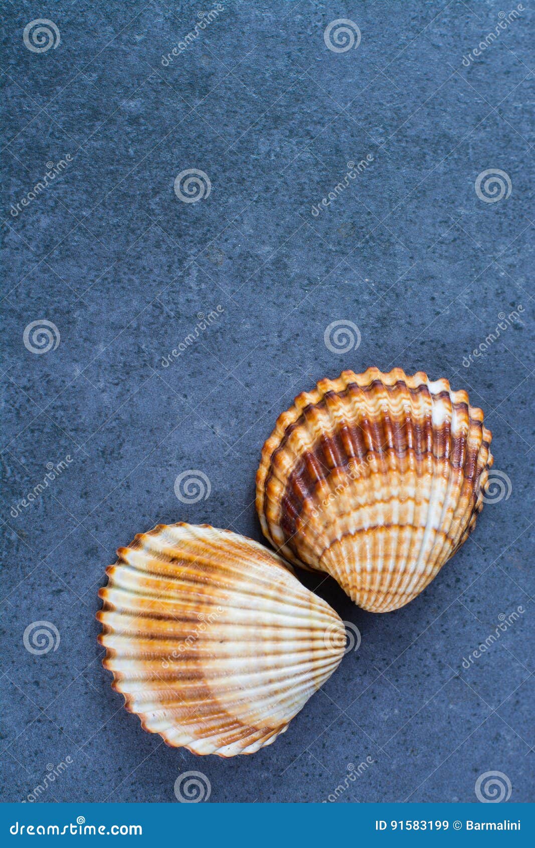 Round Shells On A Uniform Background. Snails For Design Stock Photo ...