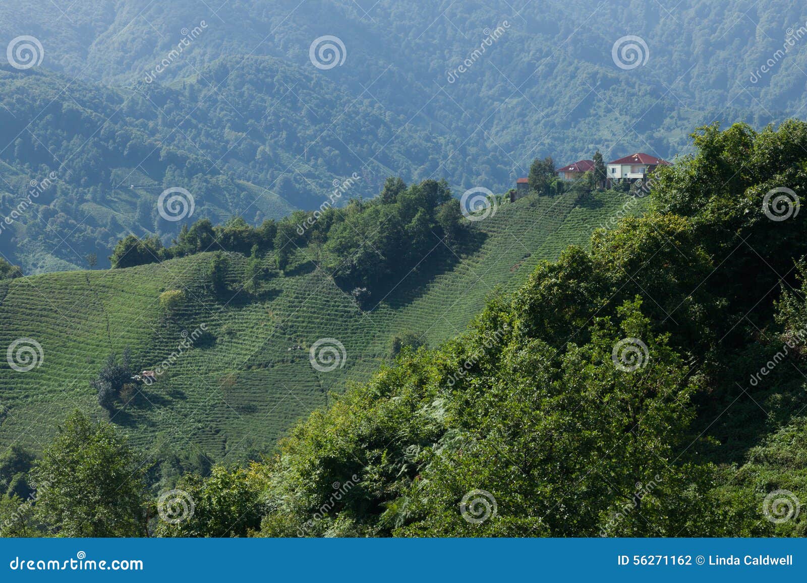 Theeaanplantingen, Rize, Turkije Stock Foto - Image of installaties ...