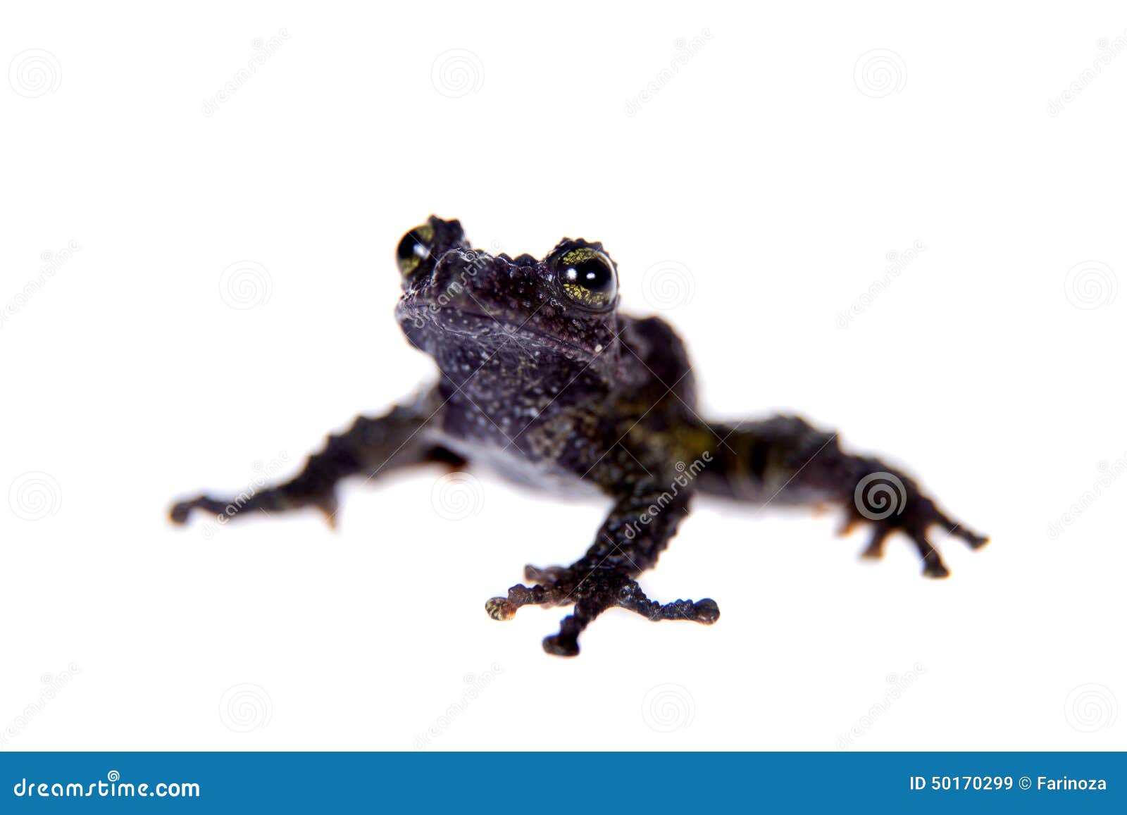Theloderma Bicolor, Spieces Raros De La Rana En Blanco Imagen de ...