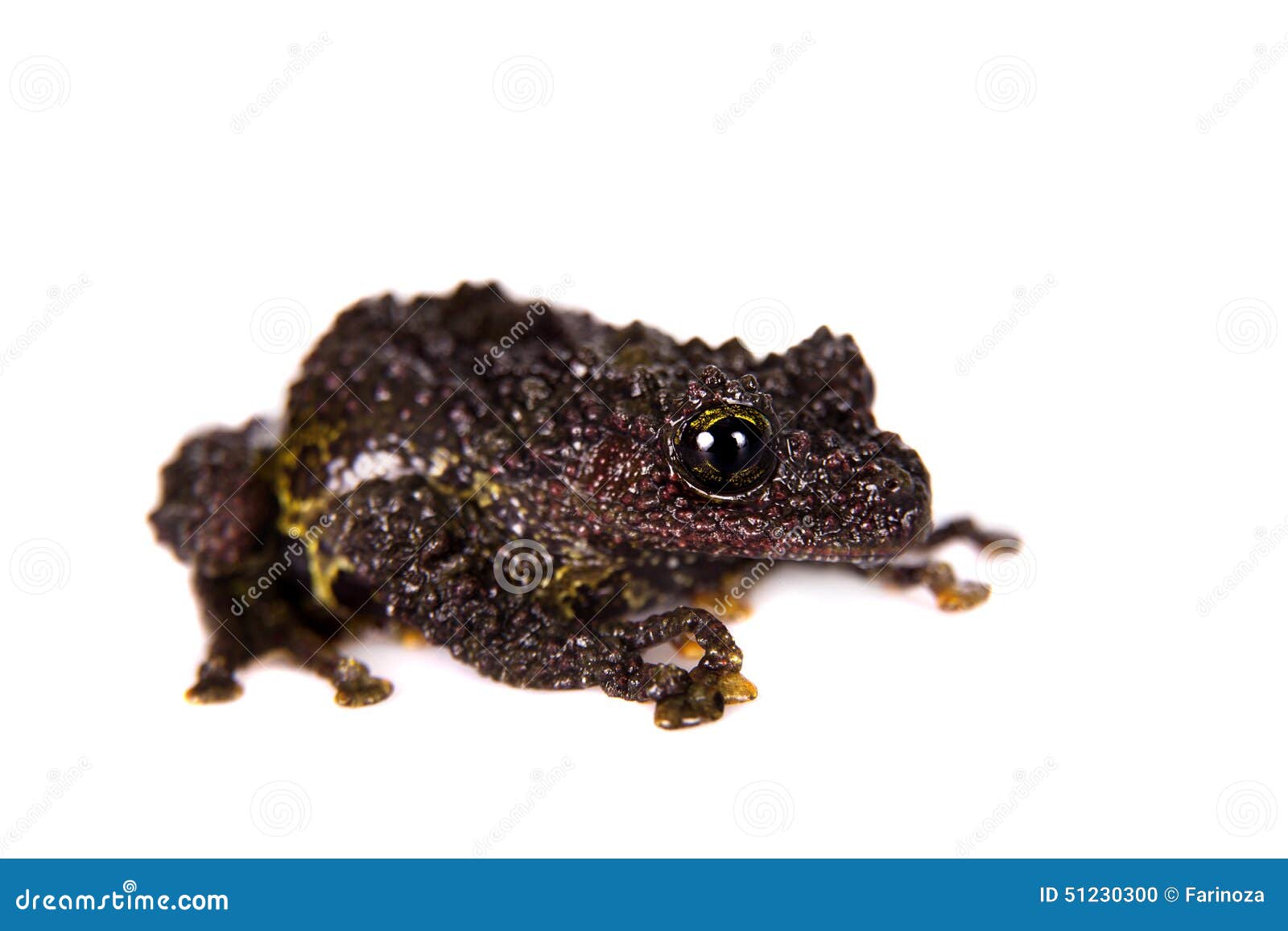 Theloderma Bicolor, Spieces Raros De La Rana En Blanco Foto de archivo ...