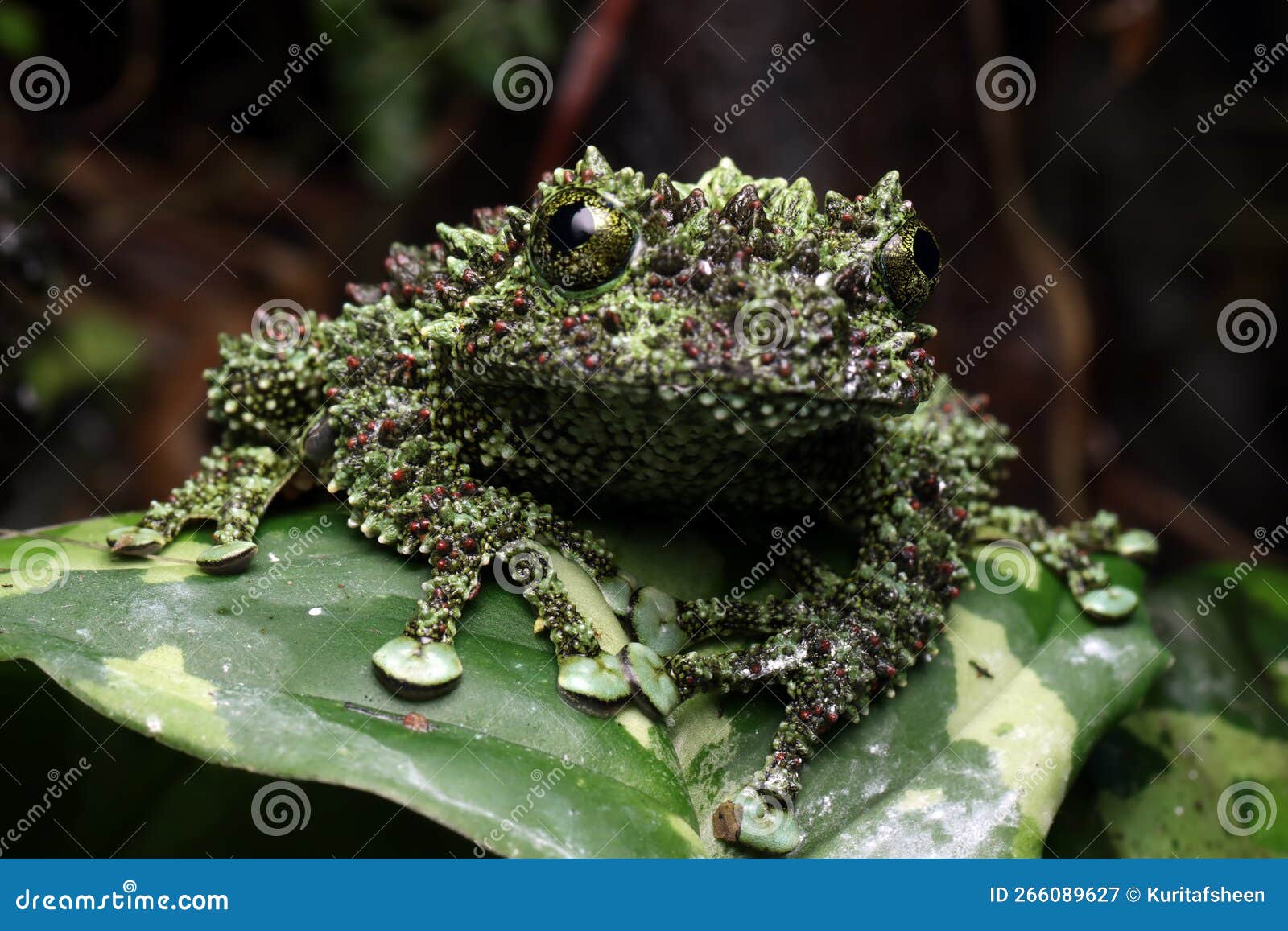 Theloderma Corticale Camouflage on Leaves, Moss Tree Frog Camouflage on ...
