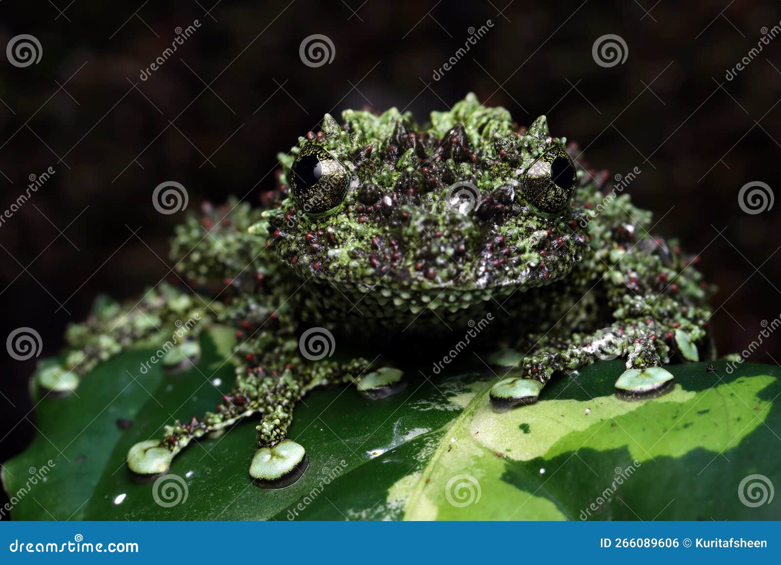Theloderma Corticale Camouflage on Leaves, Moss Tree Frog Camouflage on ...