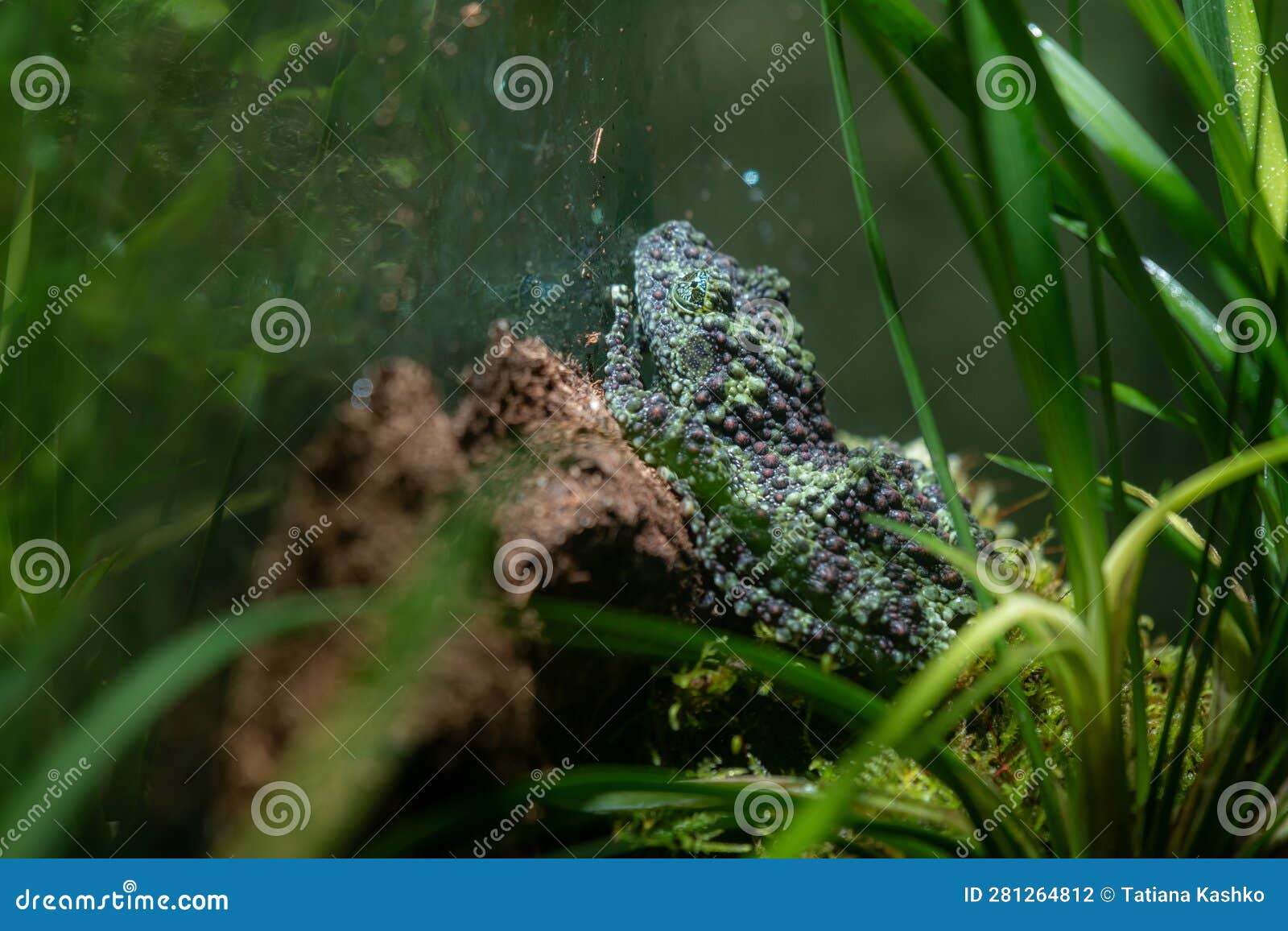 Theloderma Corticale Vietnamese Mossy Frog on Moss, Mossy Tree Frog on ...