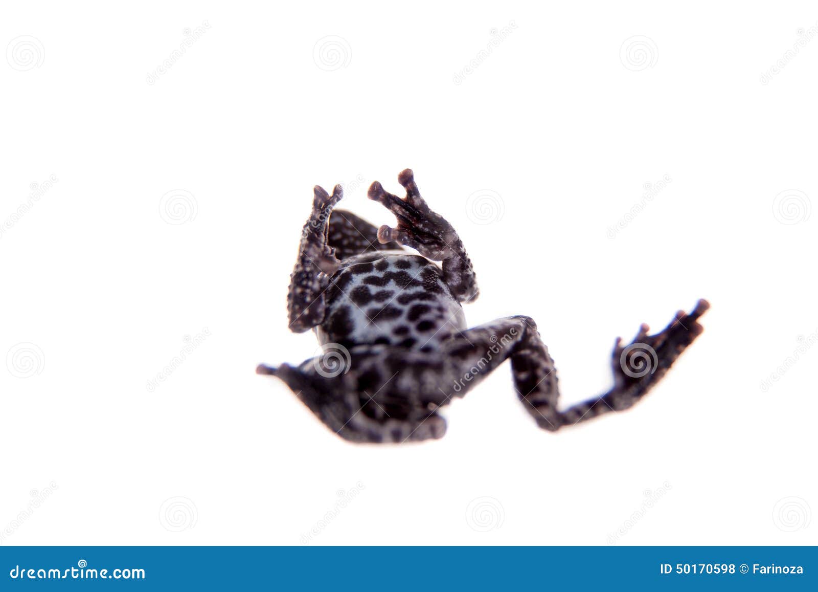 Theloderma Horridum, Rare Spieces of Frog on White Stock Photo - Image ...