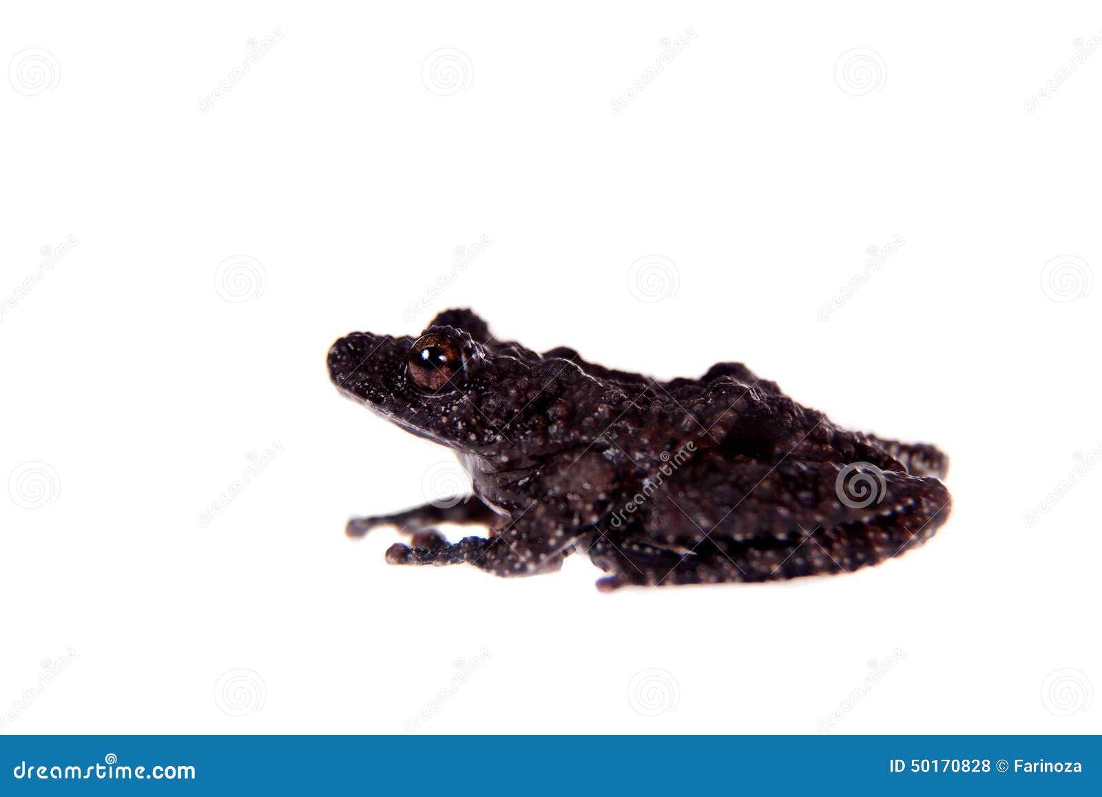 Theloderma Horridum, Rare Spieces of Frog on White Stock Photo - Image ...