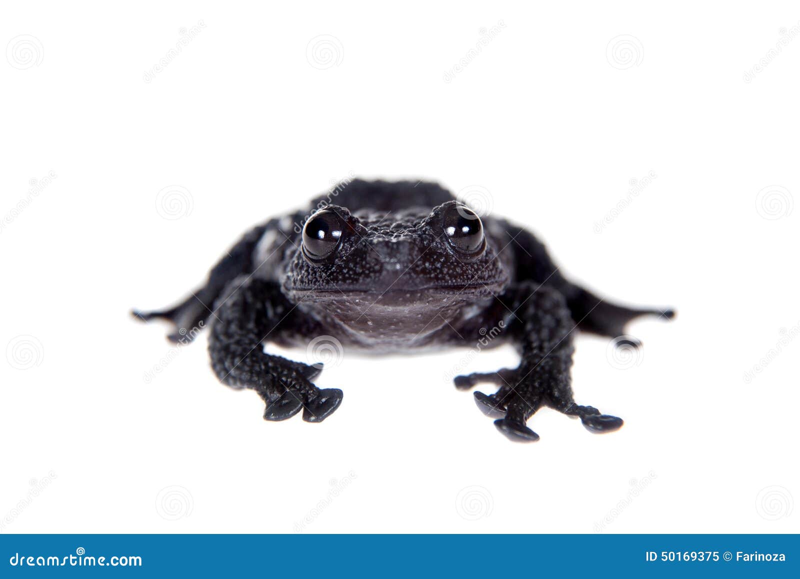 Theloderma Ryabovi, Rare Spieces of Frog on White Stock Image - Image ...