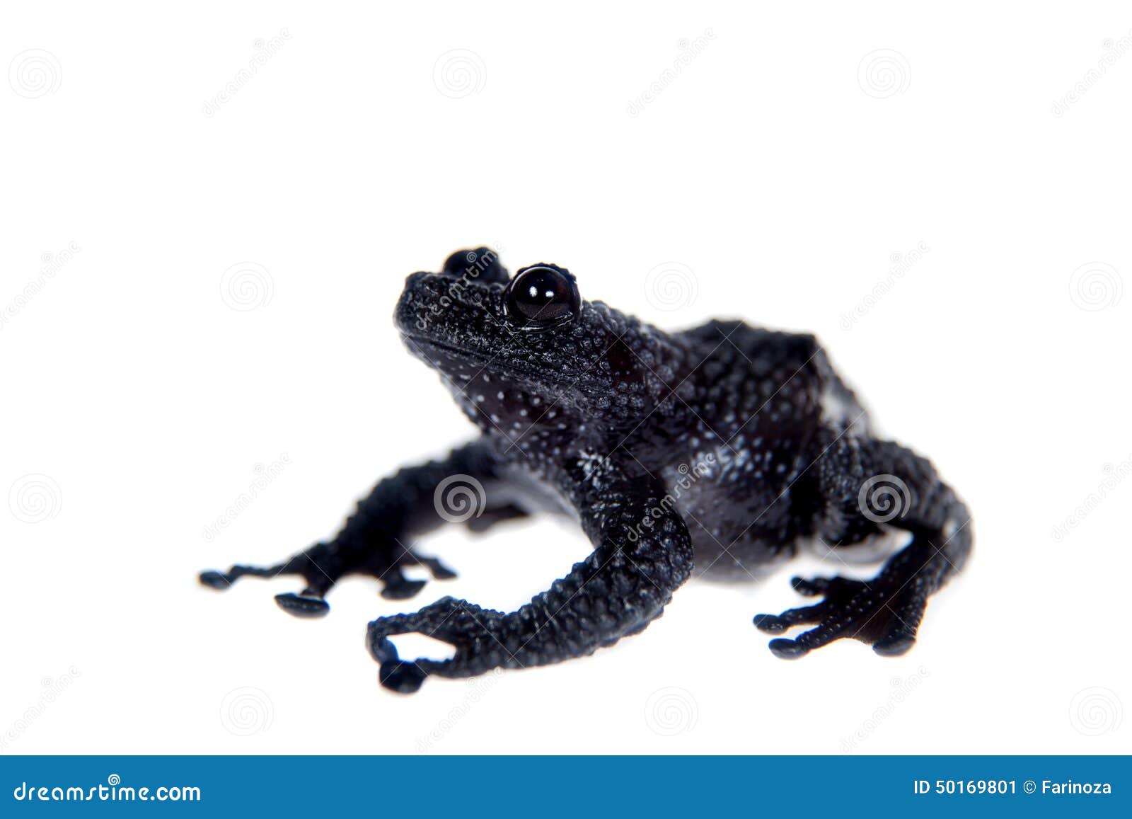 Theloderma Ryabovi, Rare Spieces of Frog on White Stock Image - Image ...