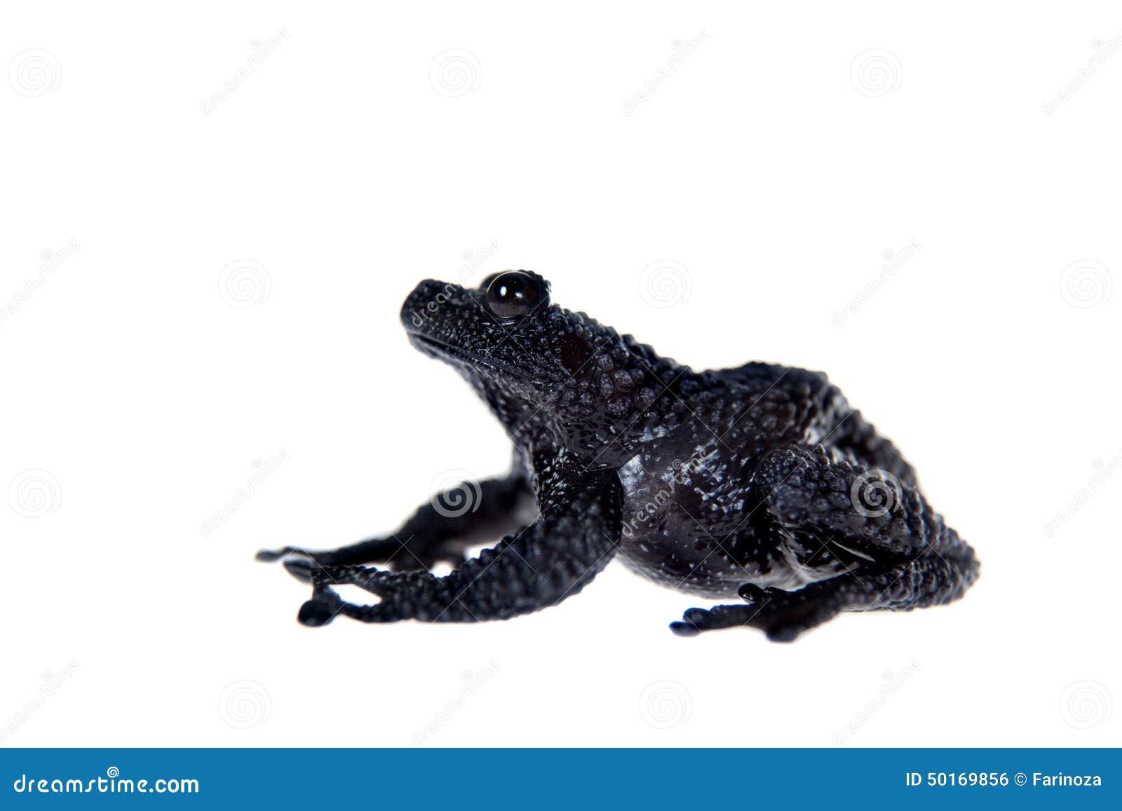 Theloderma Ryabovi, Rare Spieces of Frog on White Stock Photo - Image ...