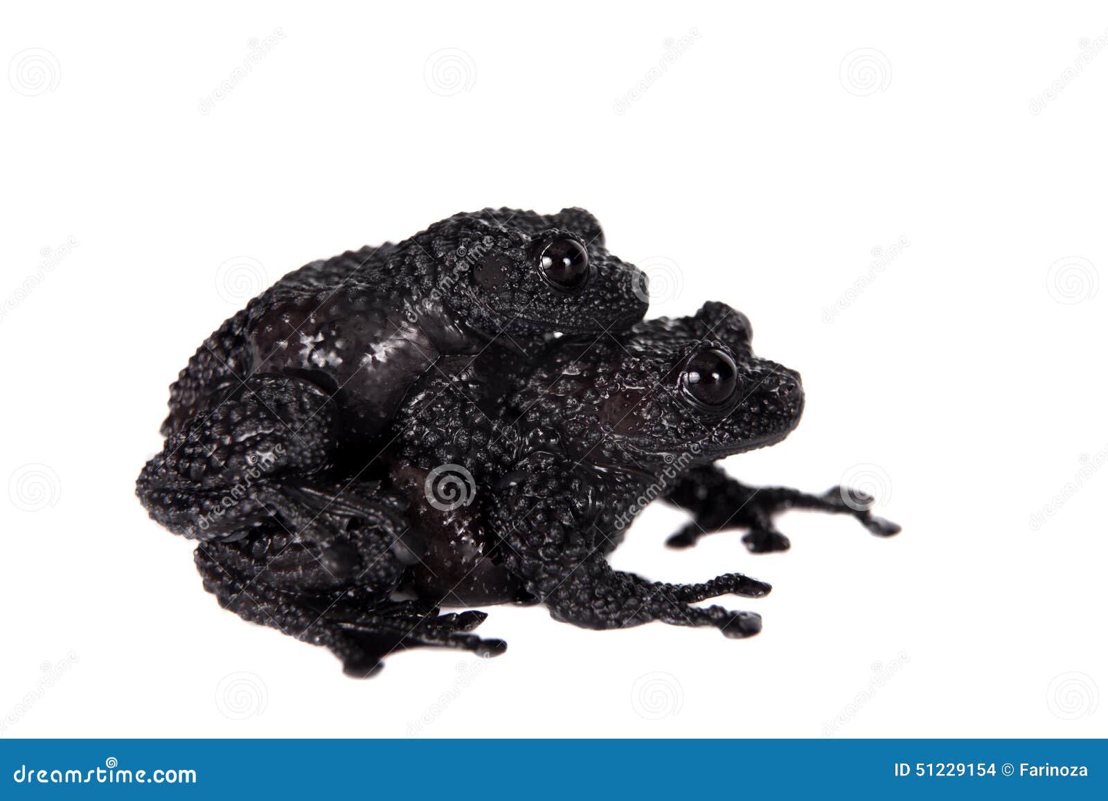 Theloderma Ryabovi, Rare Spieces of Frog on White Stock Photo - Image ...