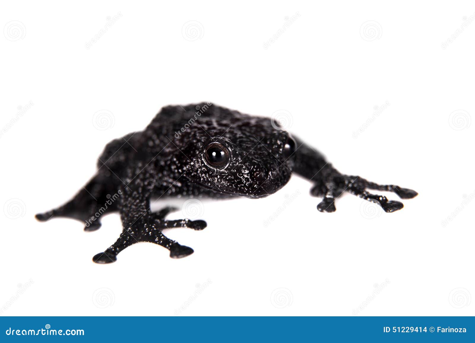 Theloderma Ryabovi, Rare Spieces of Frog on White Stock Photo - Image ...