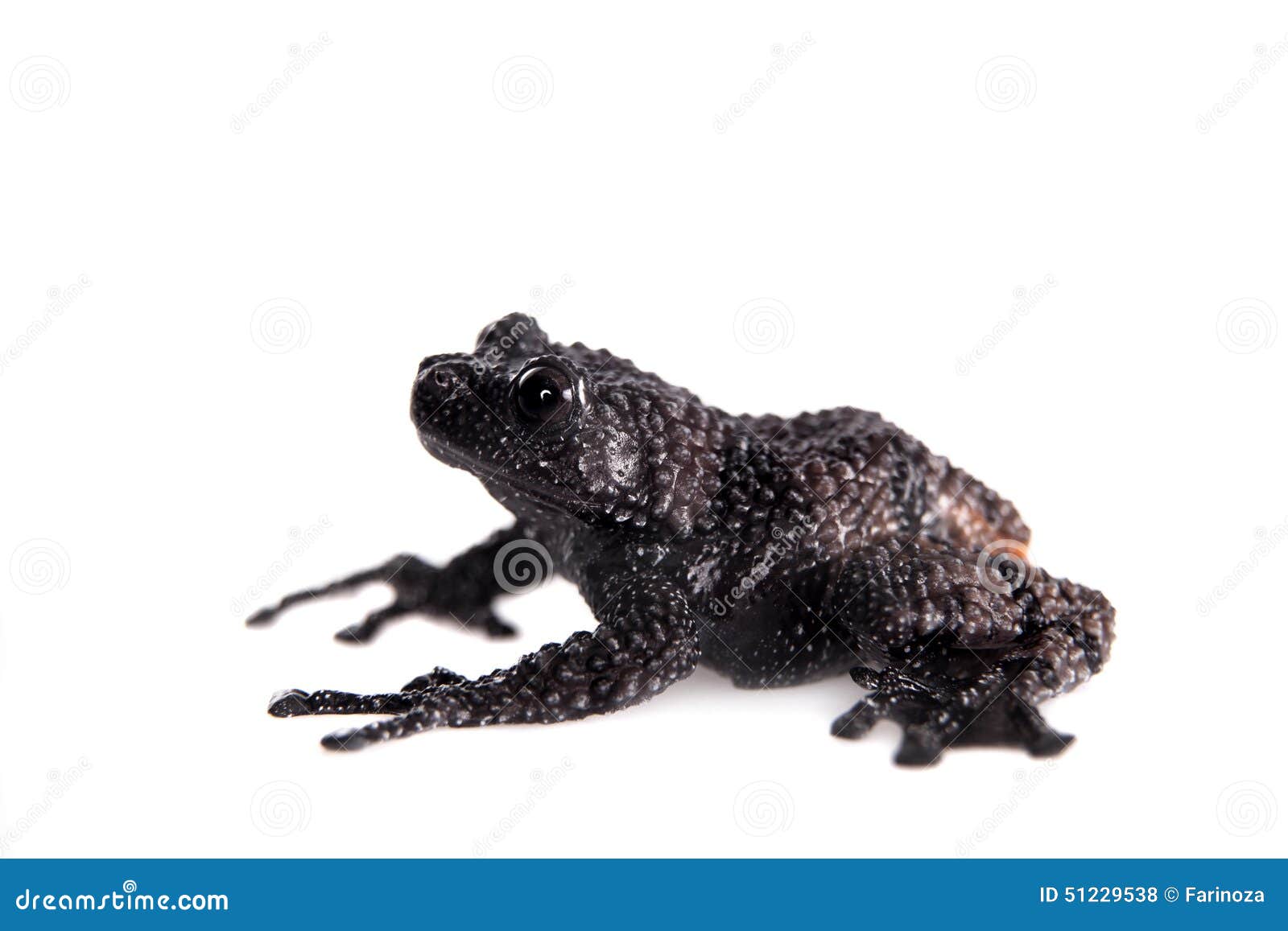 Theloderma Ryabovi, Rare Spieces of Frog on White Stock Photo - Image ...