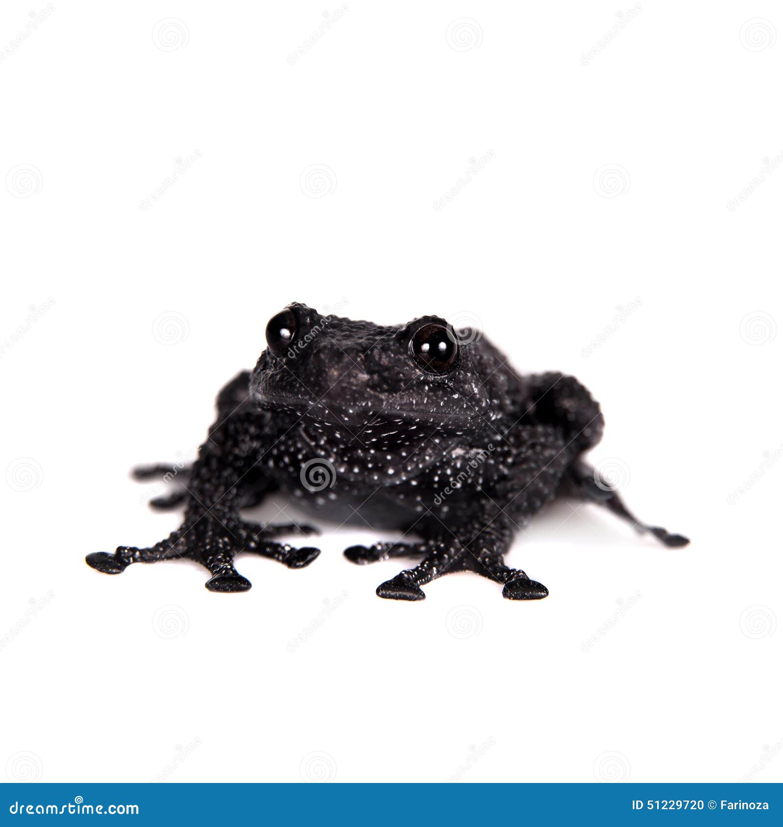 Theloderma Ryabovi, Rare Spieces of Frog on White Stock Photo - Image ...