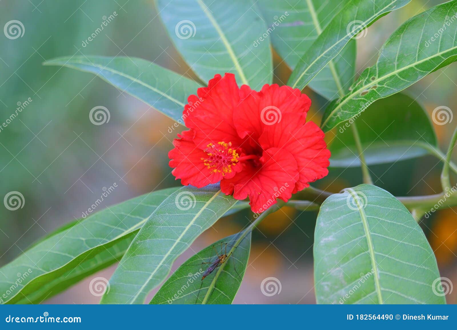 Flower Of Mango Stock Photo | CartoonDealer.com #61308600