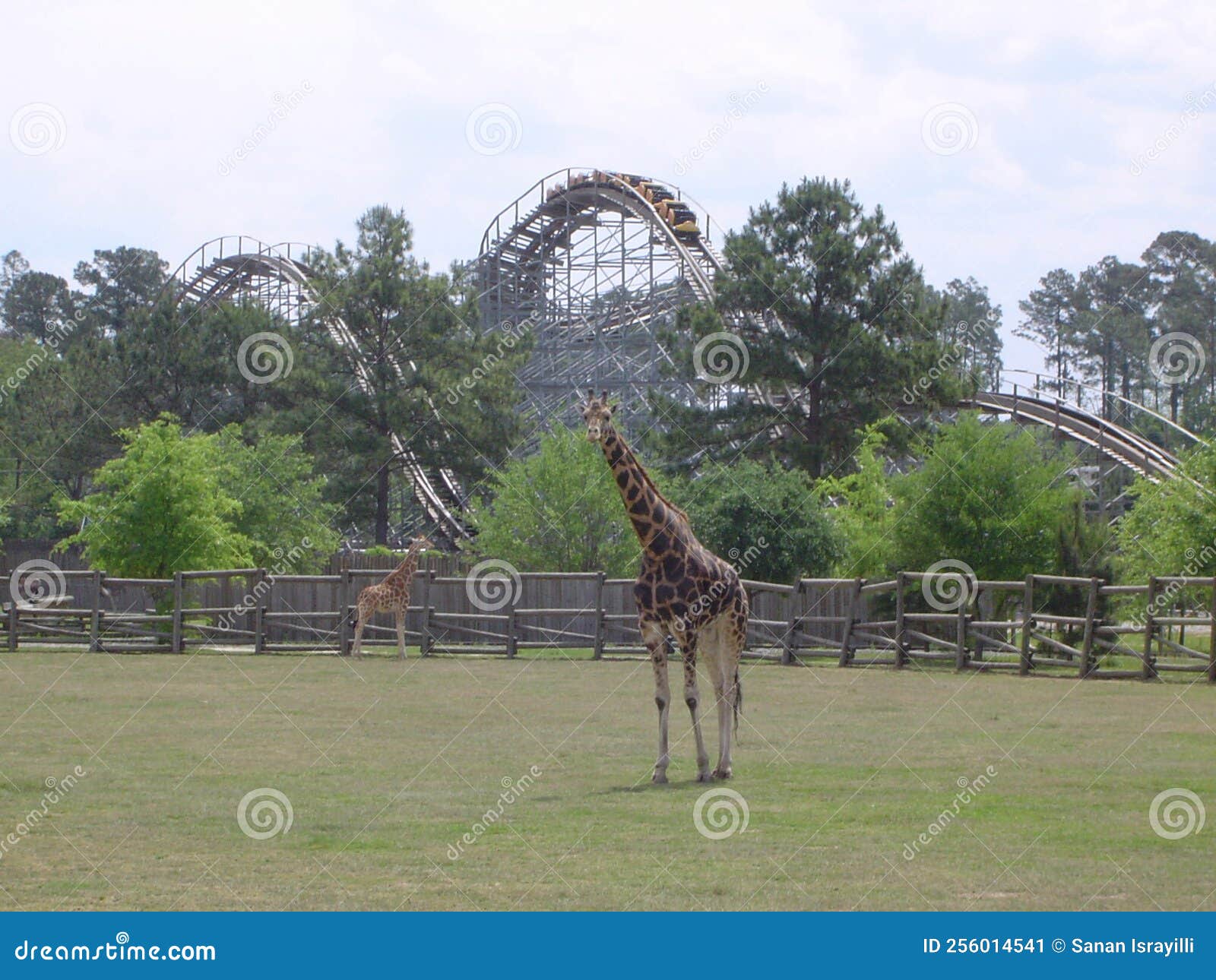 Themepark giraffe stock image. Image of african, dipper - 256014541