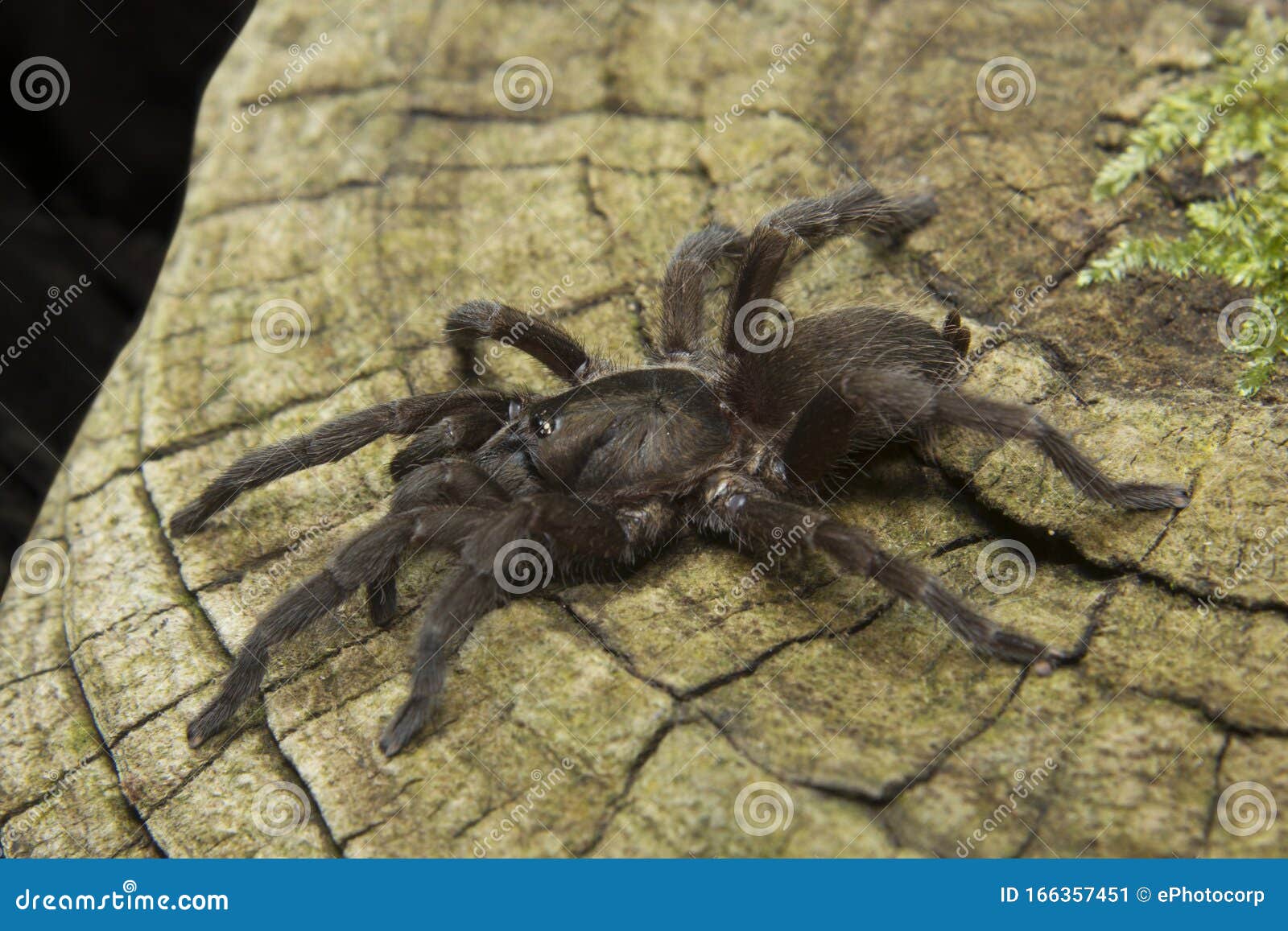 Theraphosidae, Silent Valley National Park, Kerala Stock Image - Image ...