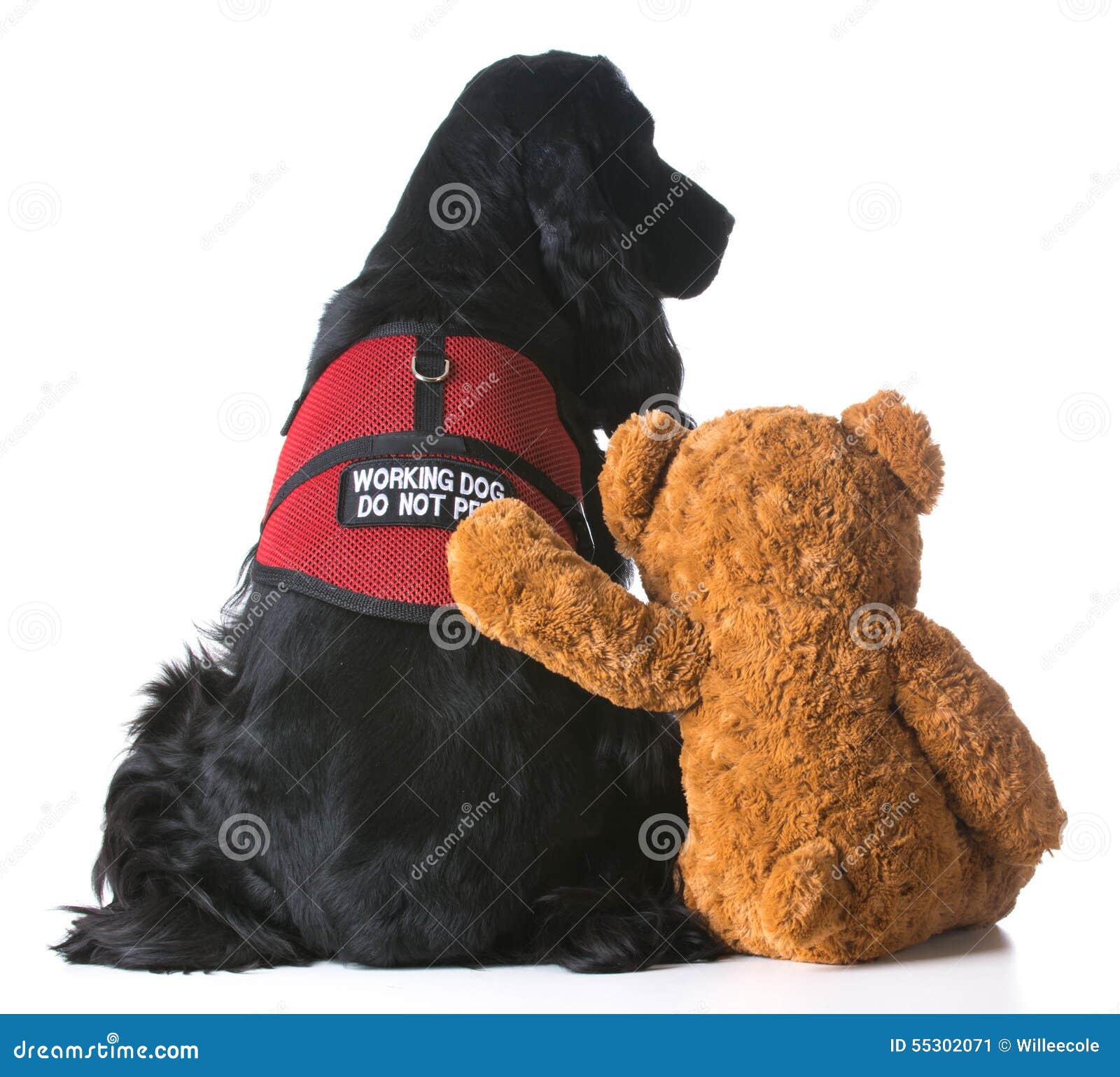 Therapy dog stock image. Image of safe, stuffed, alert - 55302071