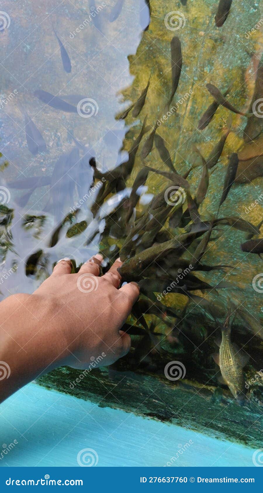 Therapy Fish, they Feed on Dead Skin Cells on the Human Body Stock ...