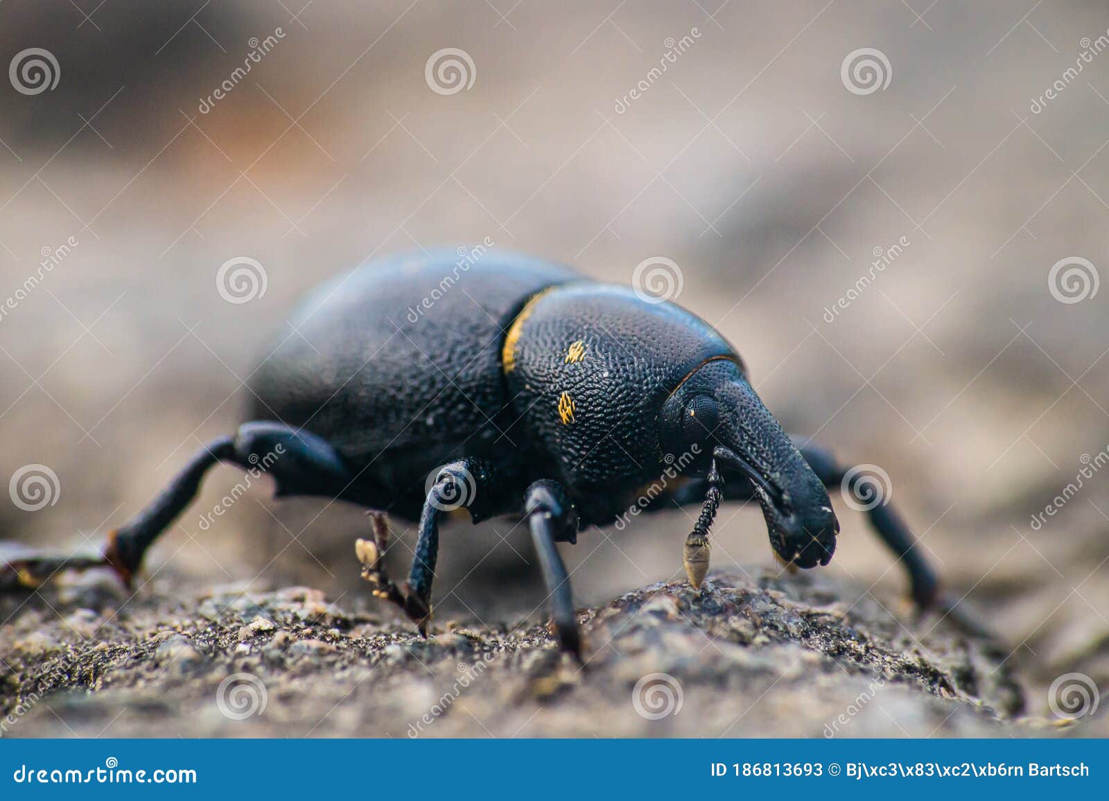 A weevil on a footpath stock image. Image of black, leaf - 186813693